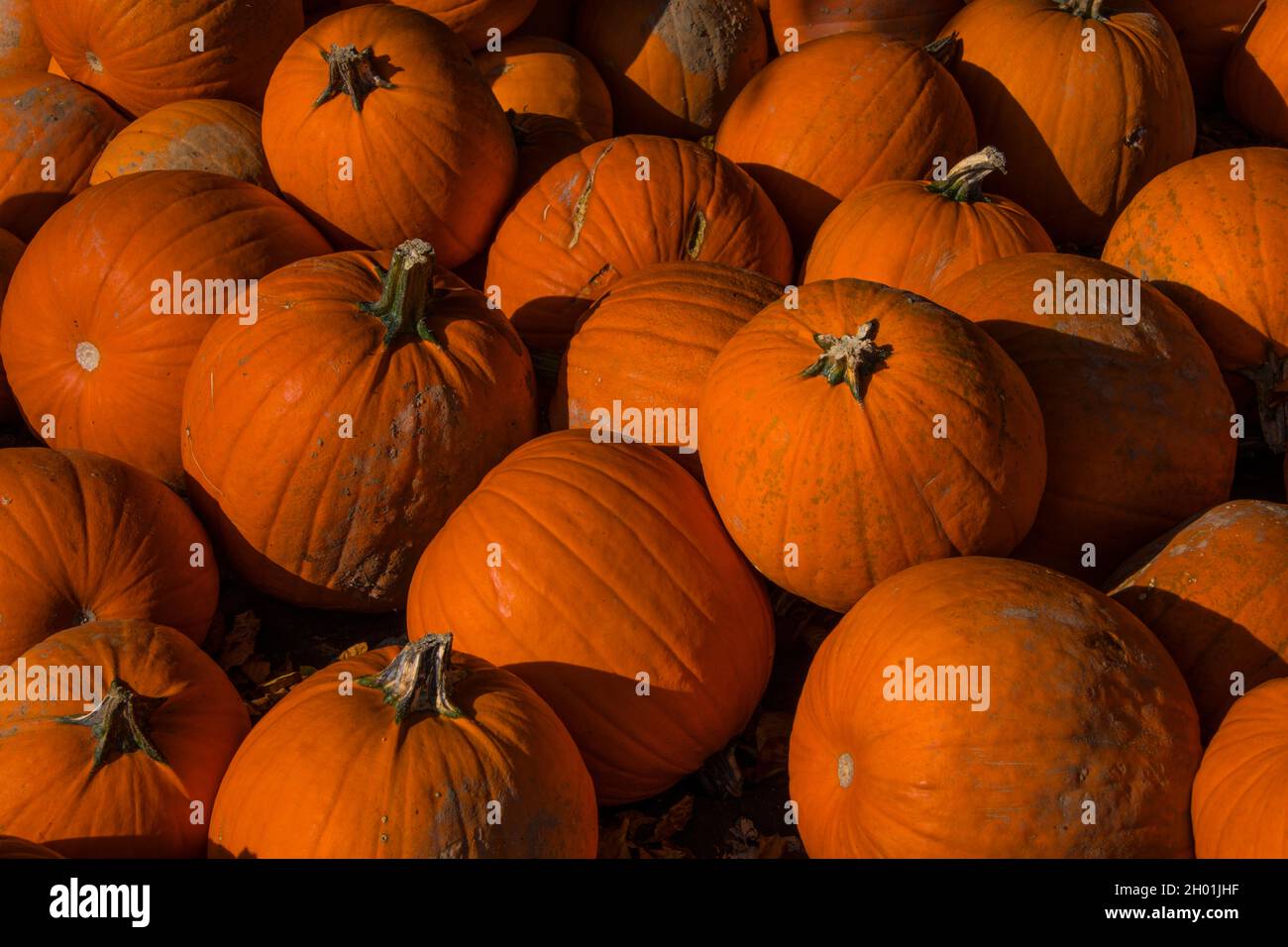 Giant pumpkin close up hi-res stock photography and images - Alamy
