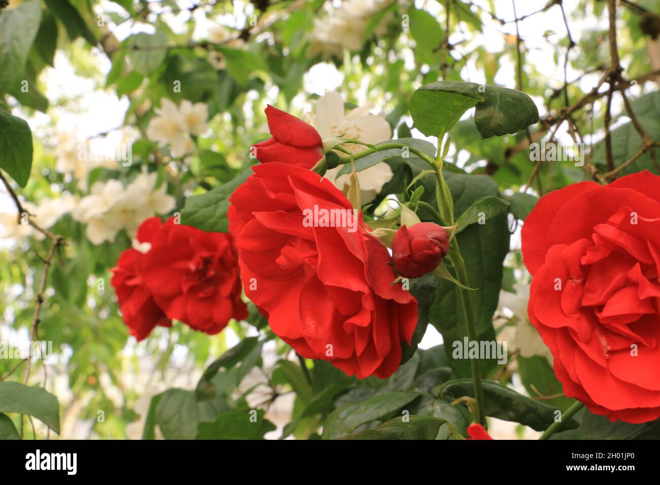 Impressionen aus Schopfheim im Schwarzwald Stock Photo - Alamy