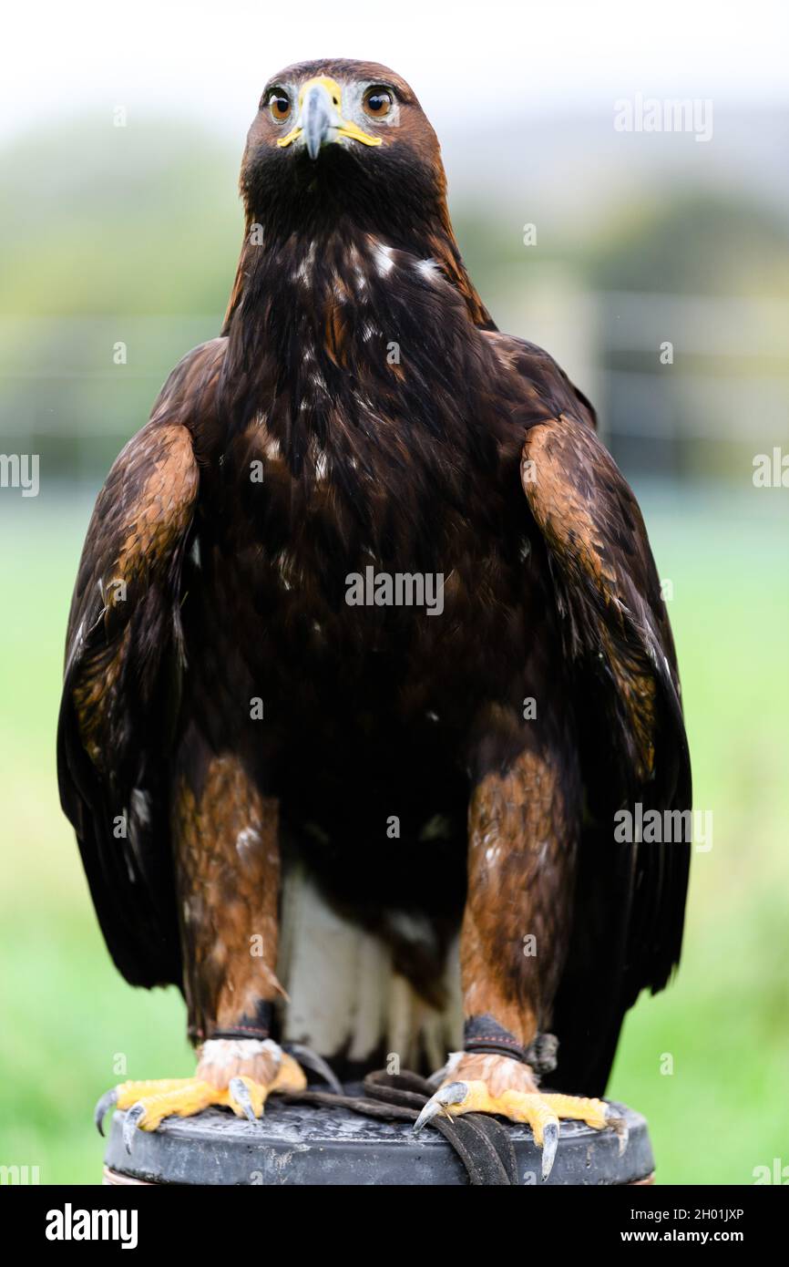 Pictured: Saphire the Golden Eagle The UK’s first ever Golden Eagle ...