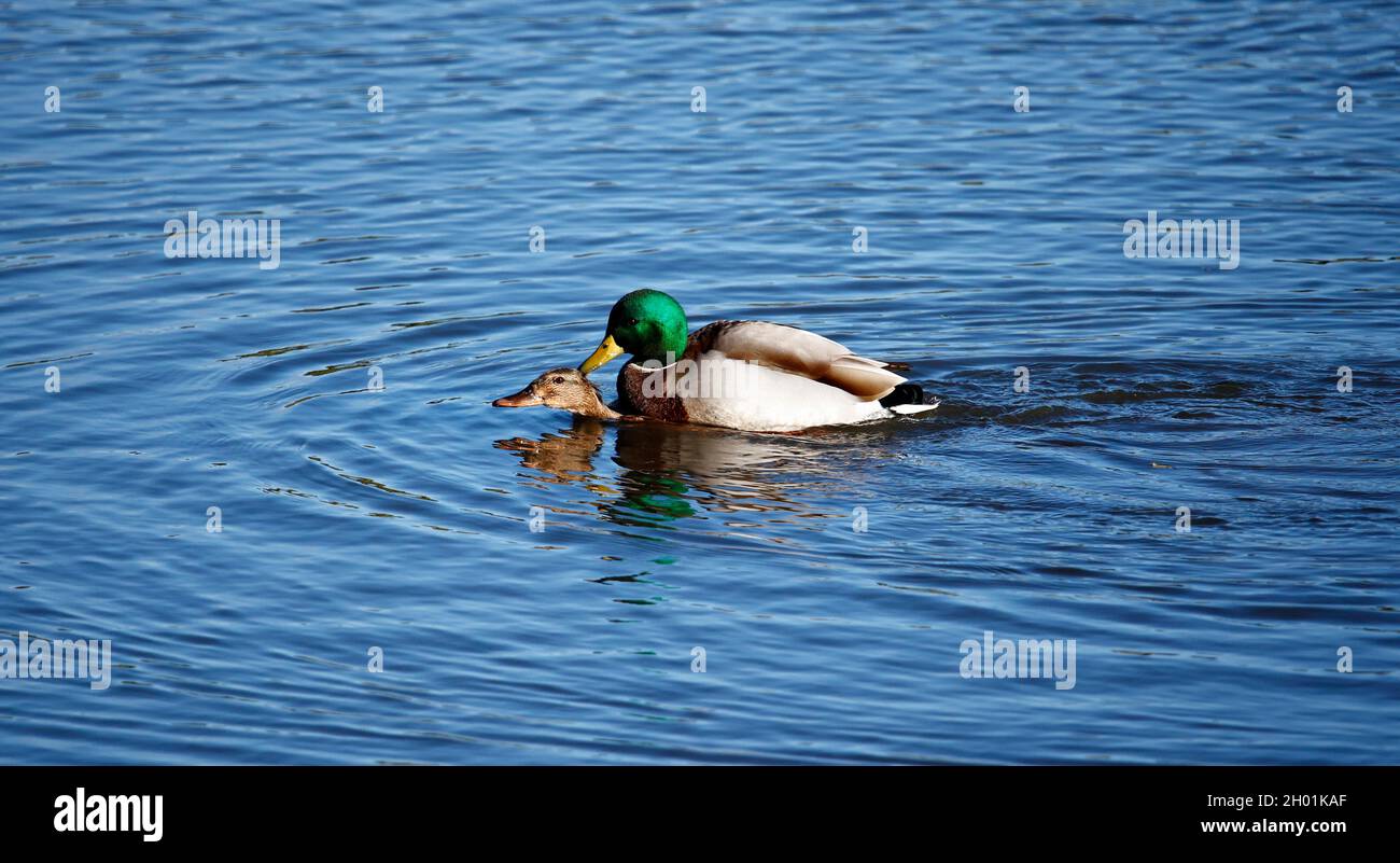 Mating mallard hi-res stock photography and images - Alamy
