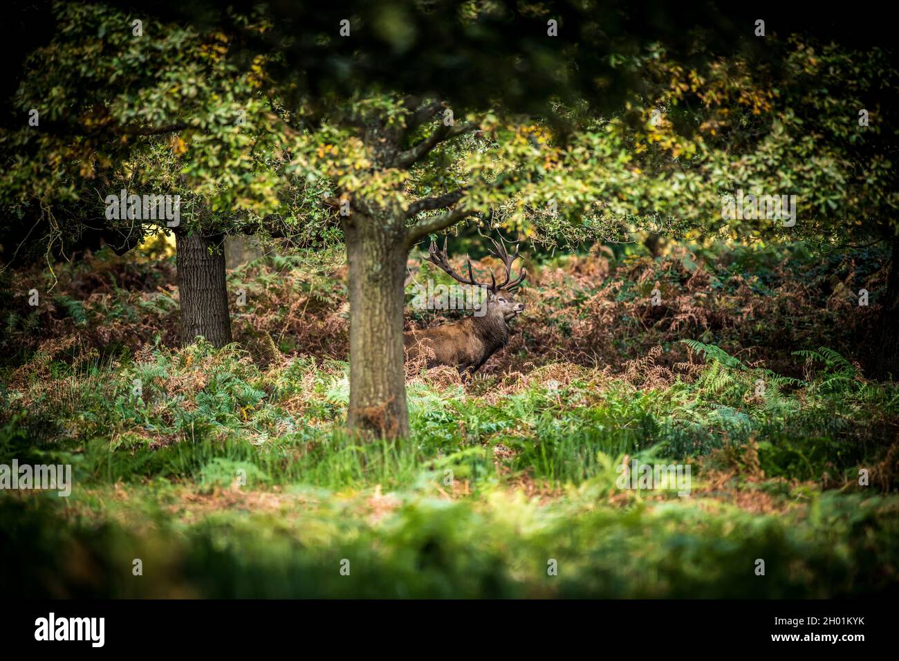 Strong majestic Red Deer stags bellow to warn other males who may try ...