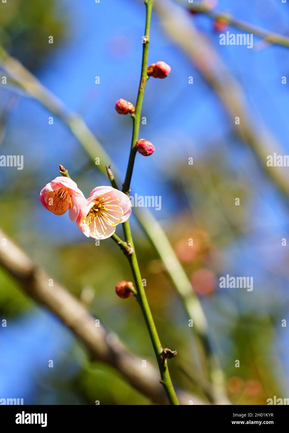 Pink flower blooms of the Japanese ume apricot tree, prunus mume Stock ...