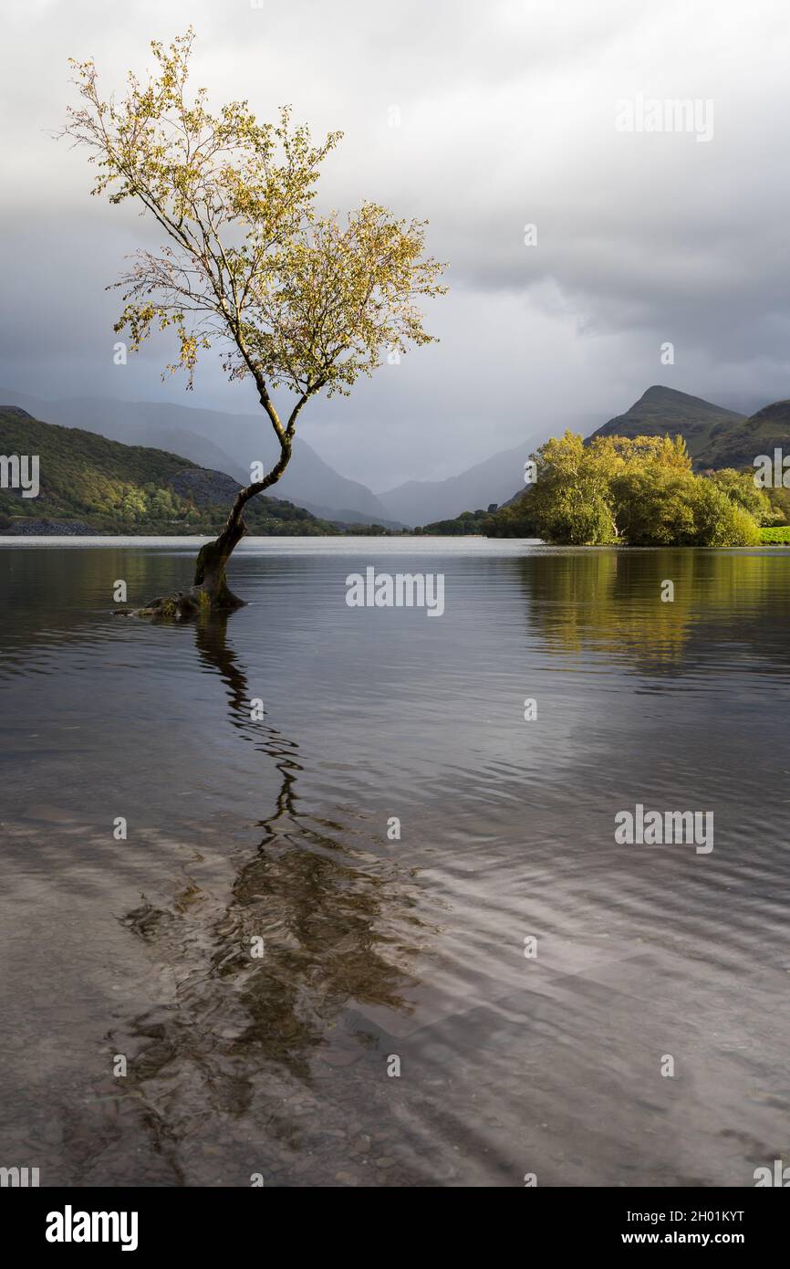 The Lonely tree at Llyn Padarn seen reflecting in the water at autumn ...