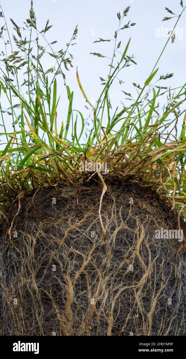 Purple Needle Grass Roots