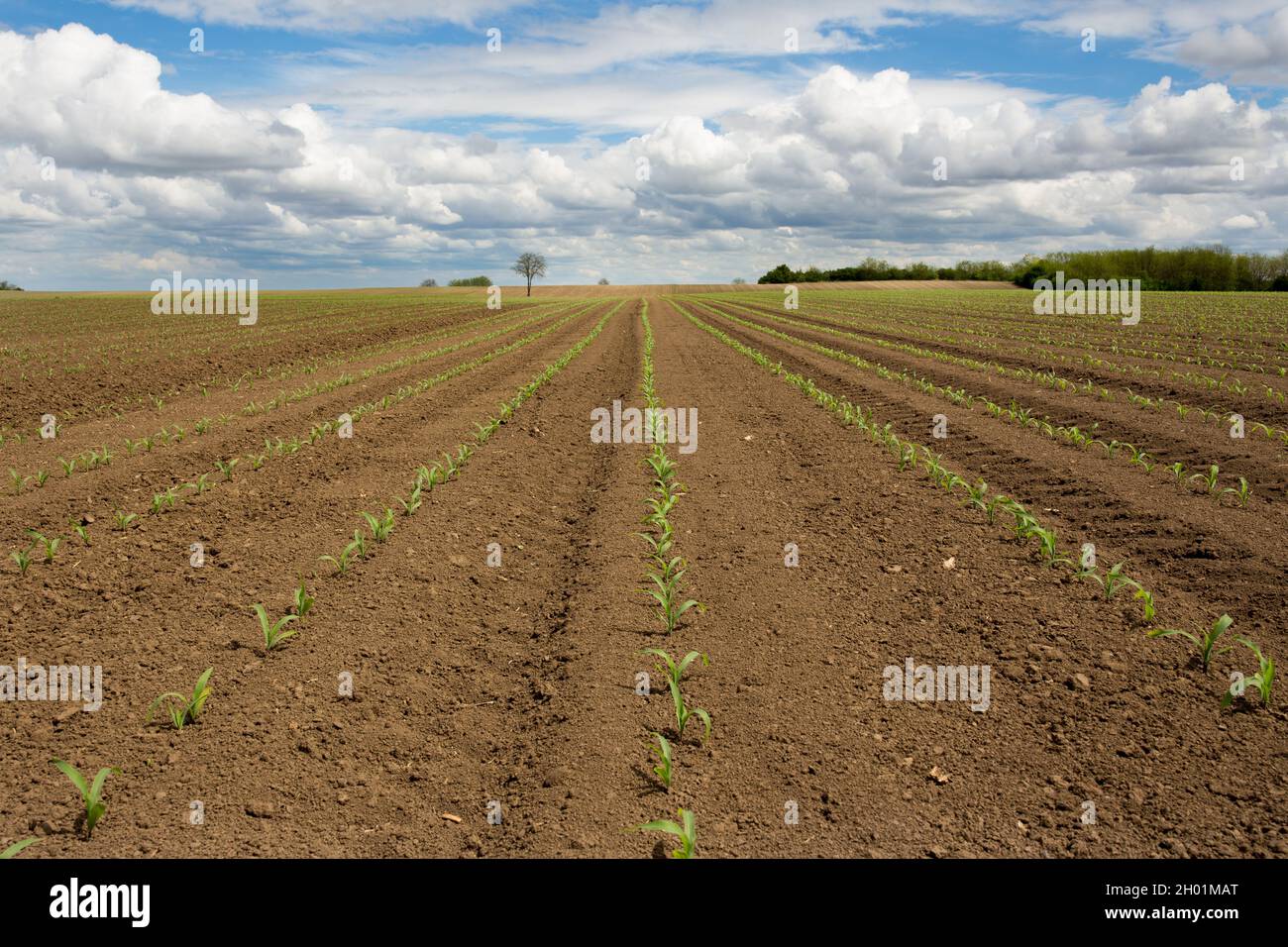 Rural landscape corn field hi-res stock photography and images - Alamy
