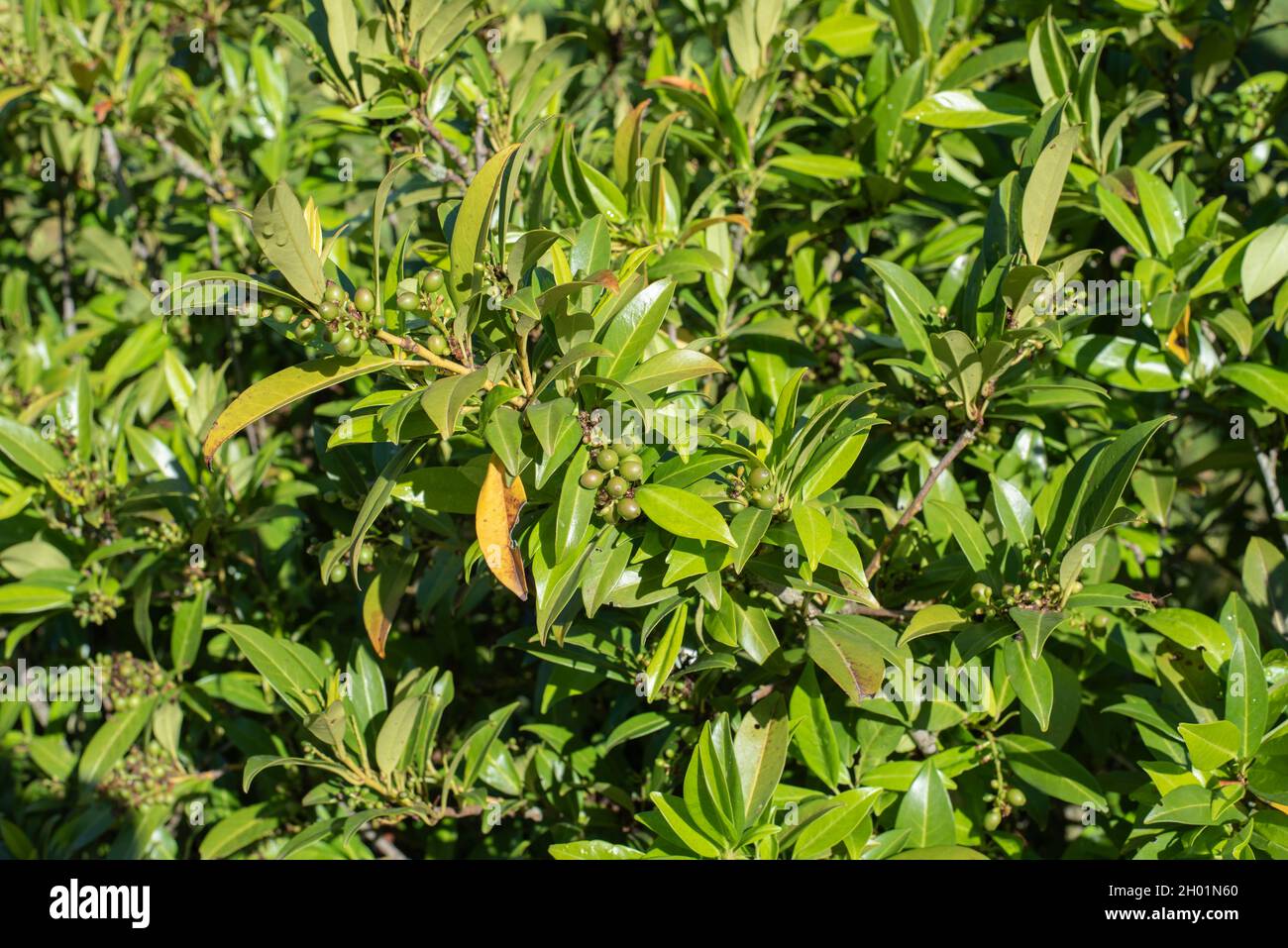 Cherry laurel hedge hi-res stock photography and images - Alamy
