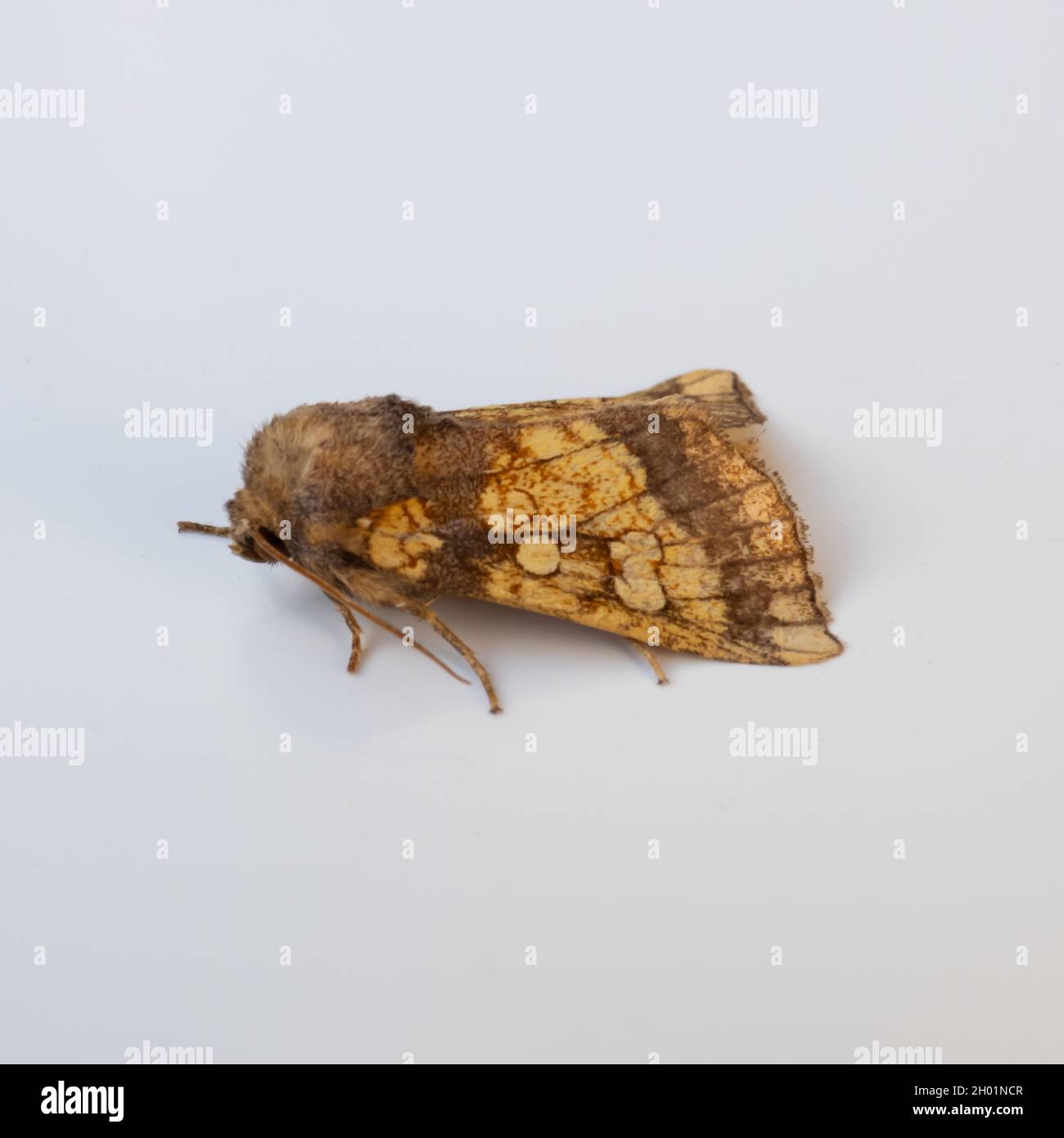 Gortyna flavago, the Frosted Orange Moth, on a square cropped white ...