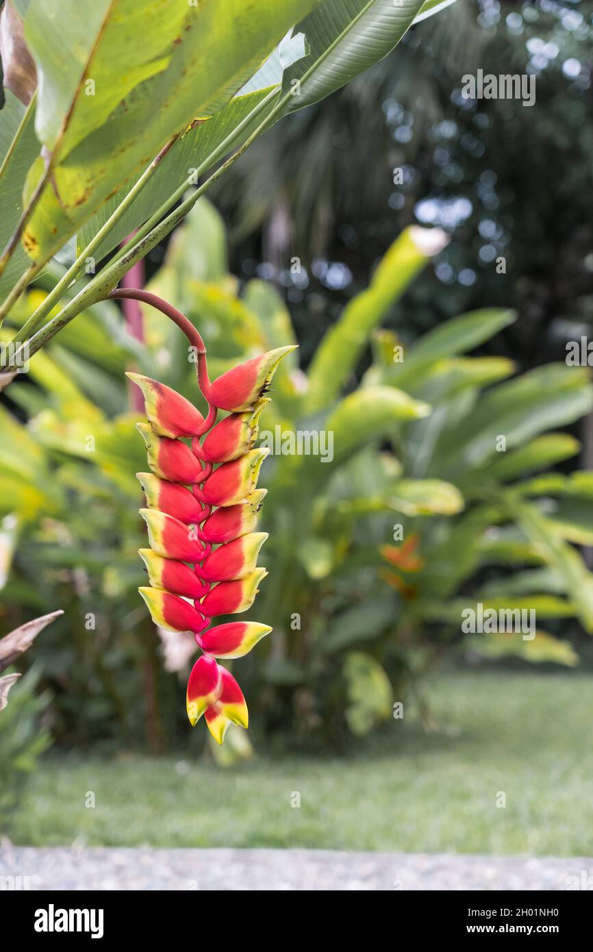 Costa rican colours hi-res stock photography and images - Alamy