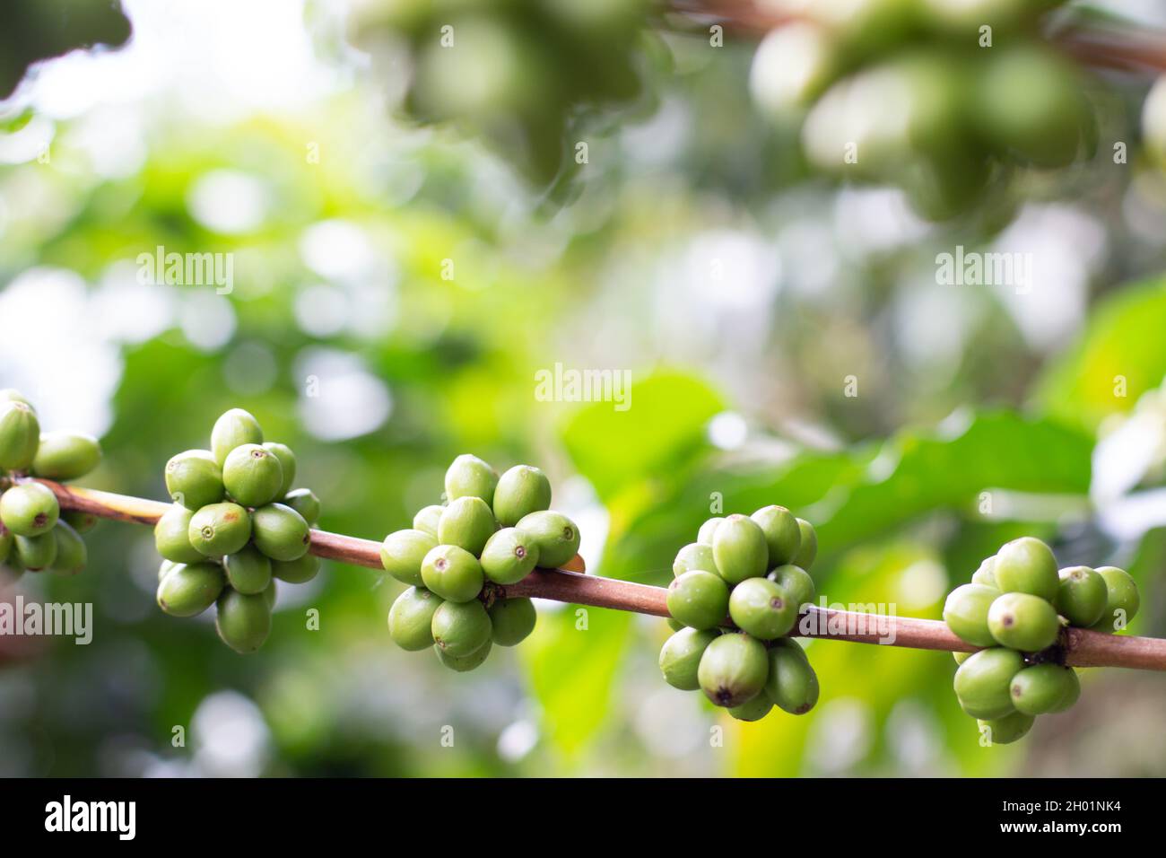 Green or unripe coffee fruit segments. Coffee beans in detail with ...
