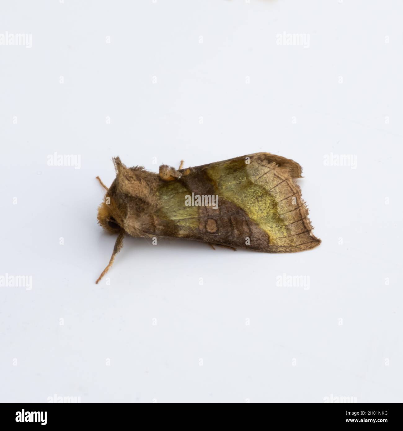 Diachrysia chrysitis, the Burnished Brass Moth, on a square cropped ...