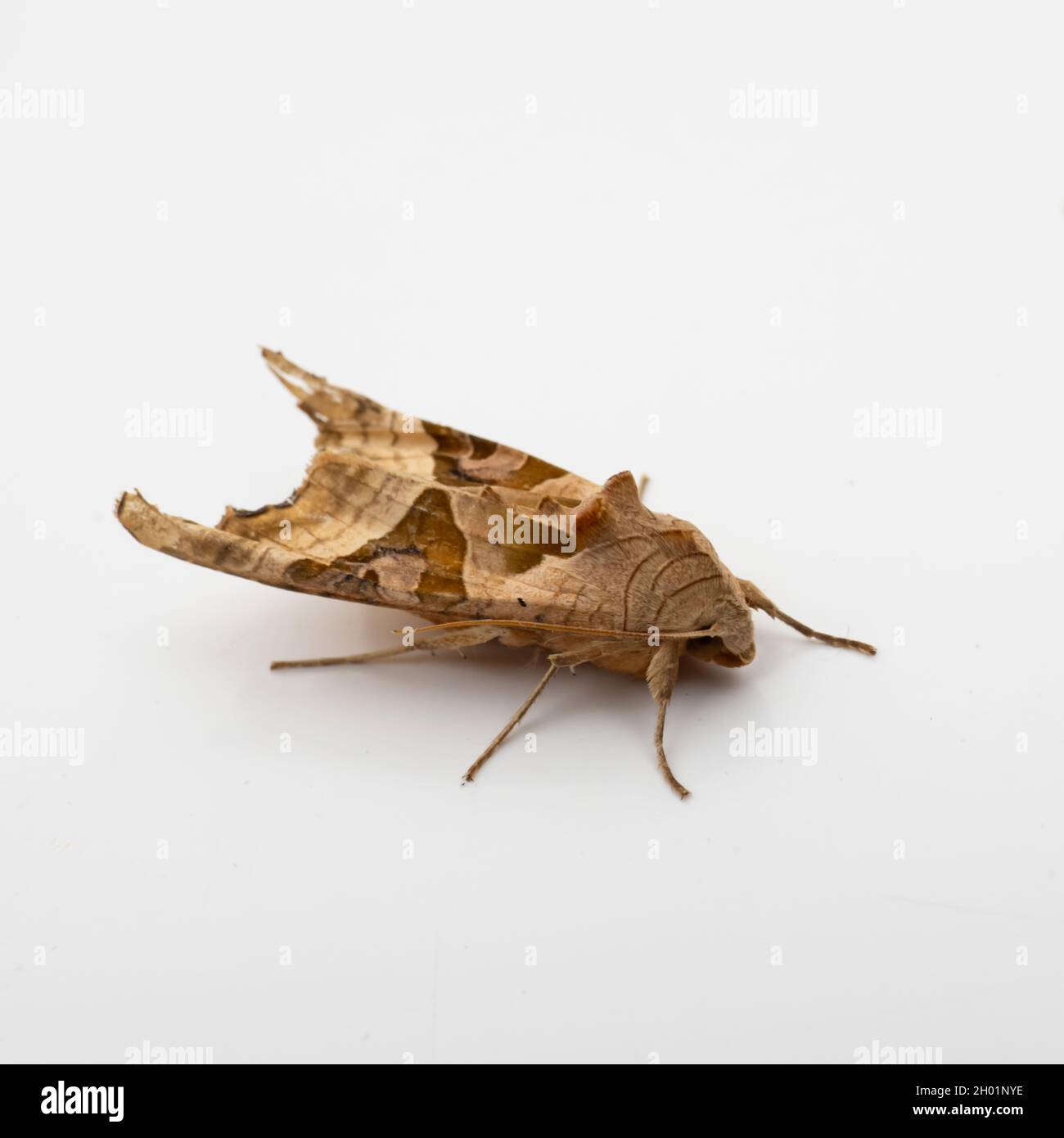Phlogophora meticulosa, the Angle Shades Moth, on a square cropped ...