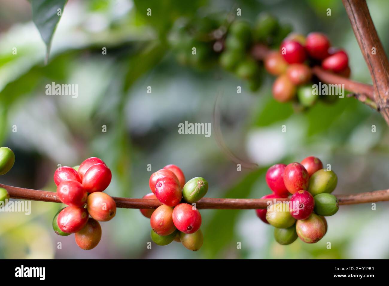 Colombian coffee branch with ripe and red coffee beans. close up coffee ...