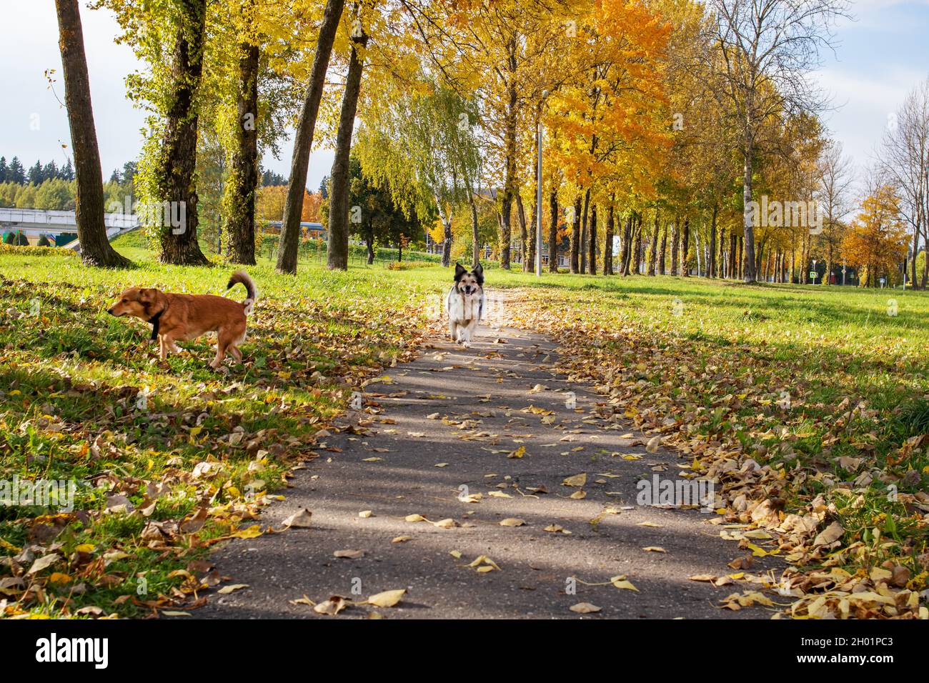 Walk along path among trees hi-res stock photography and images - Alamy