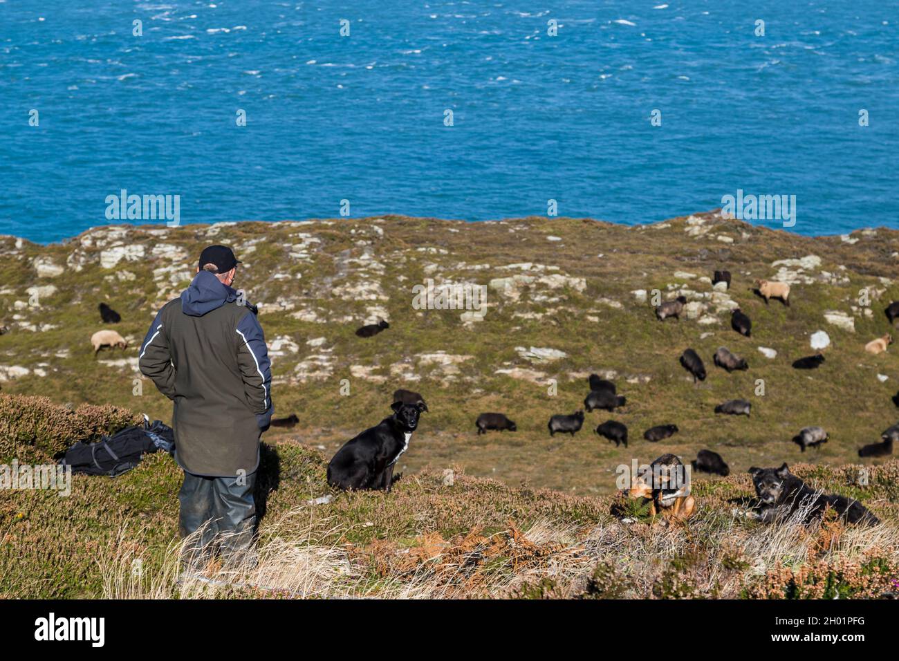 A Shepherd watches his sheep with his sheep dogs above the Anglesey ...