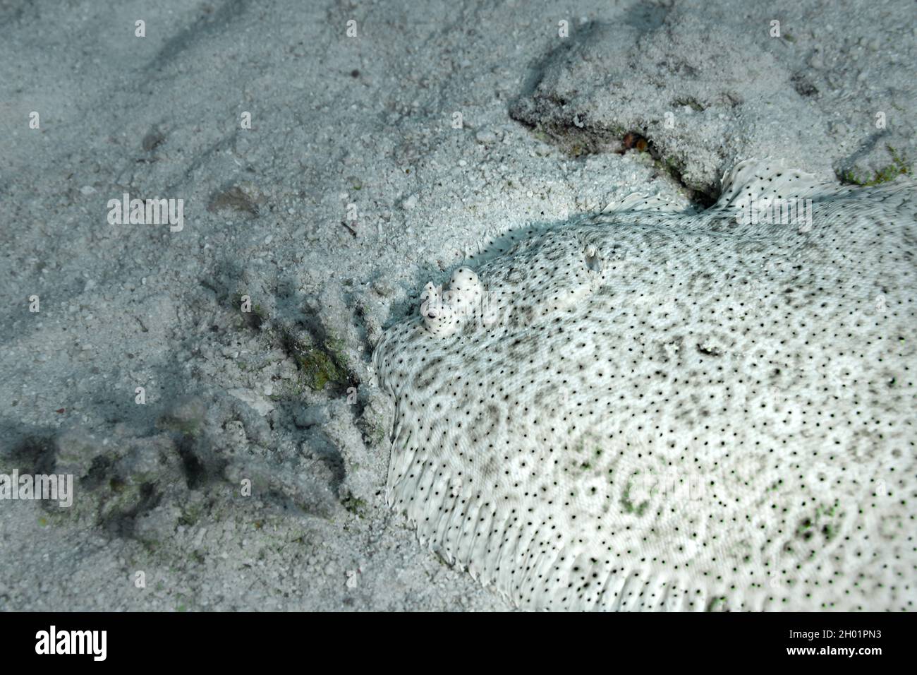 Fish of the Red sea. Red sea Moses sole Stock Photo - Alamy