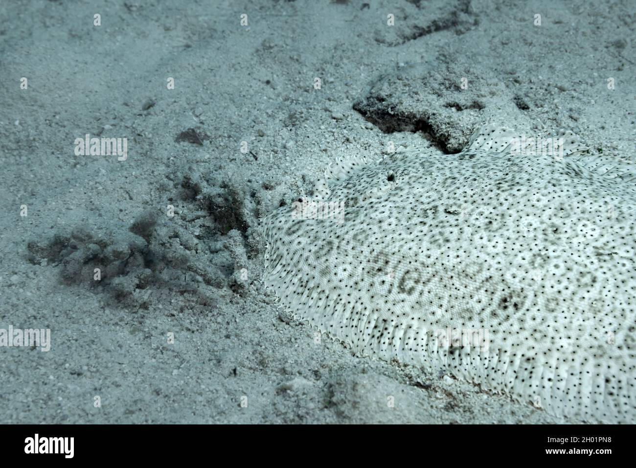 Fish of the Red sea. Red sea Moses sole Stock Photo - Alamy