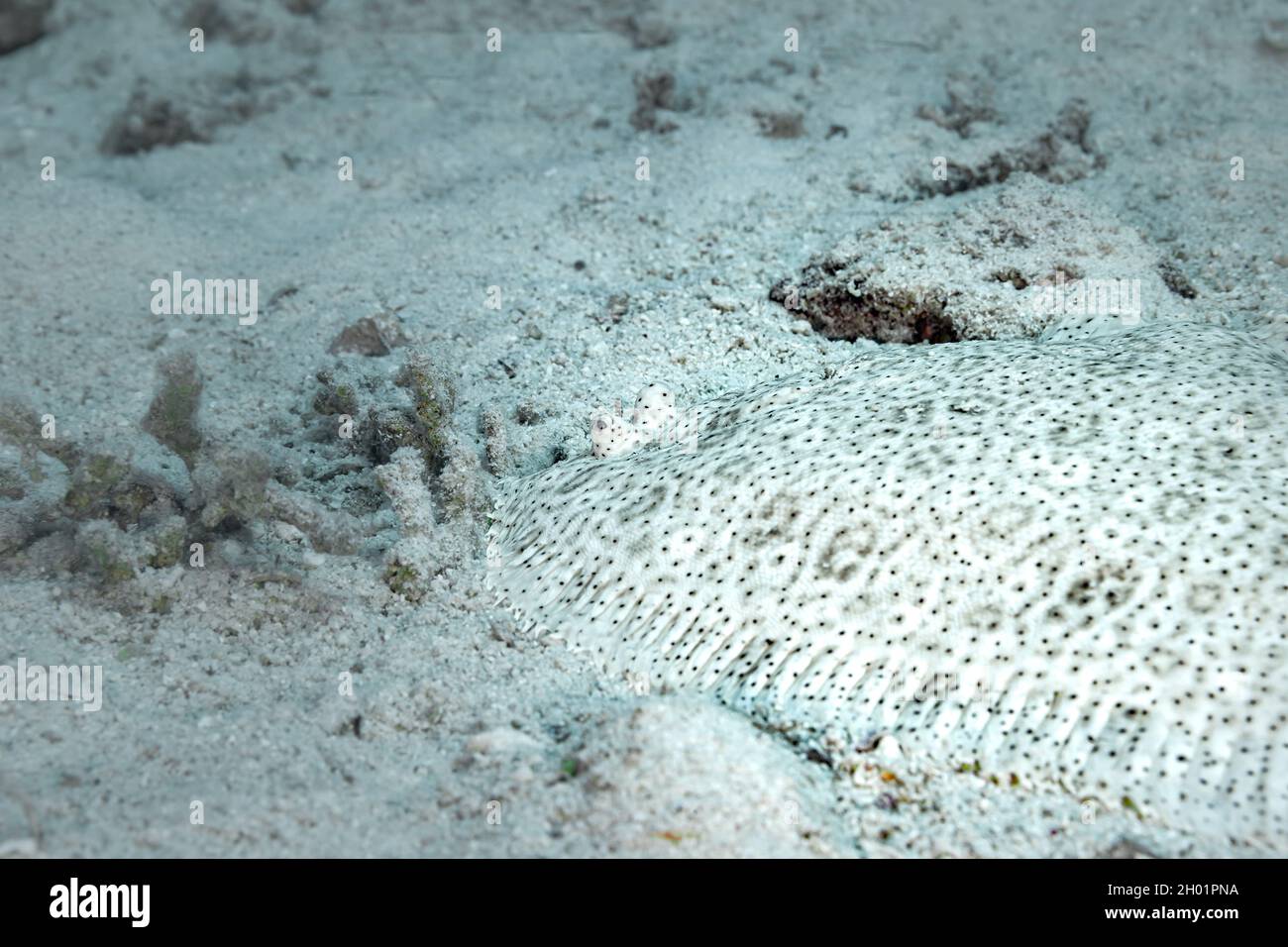 Fish of the Red sea. Red sea Moses sole Stock Photo - Alamy