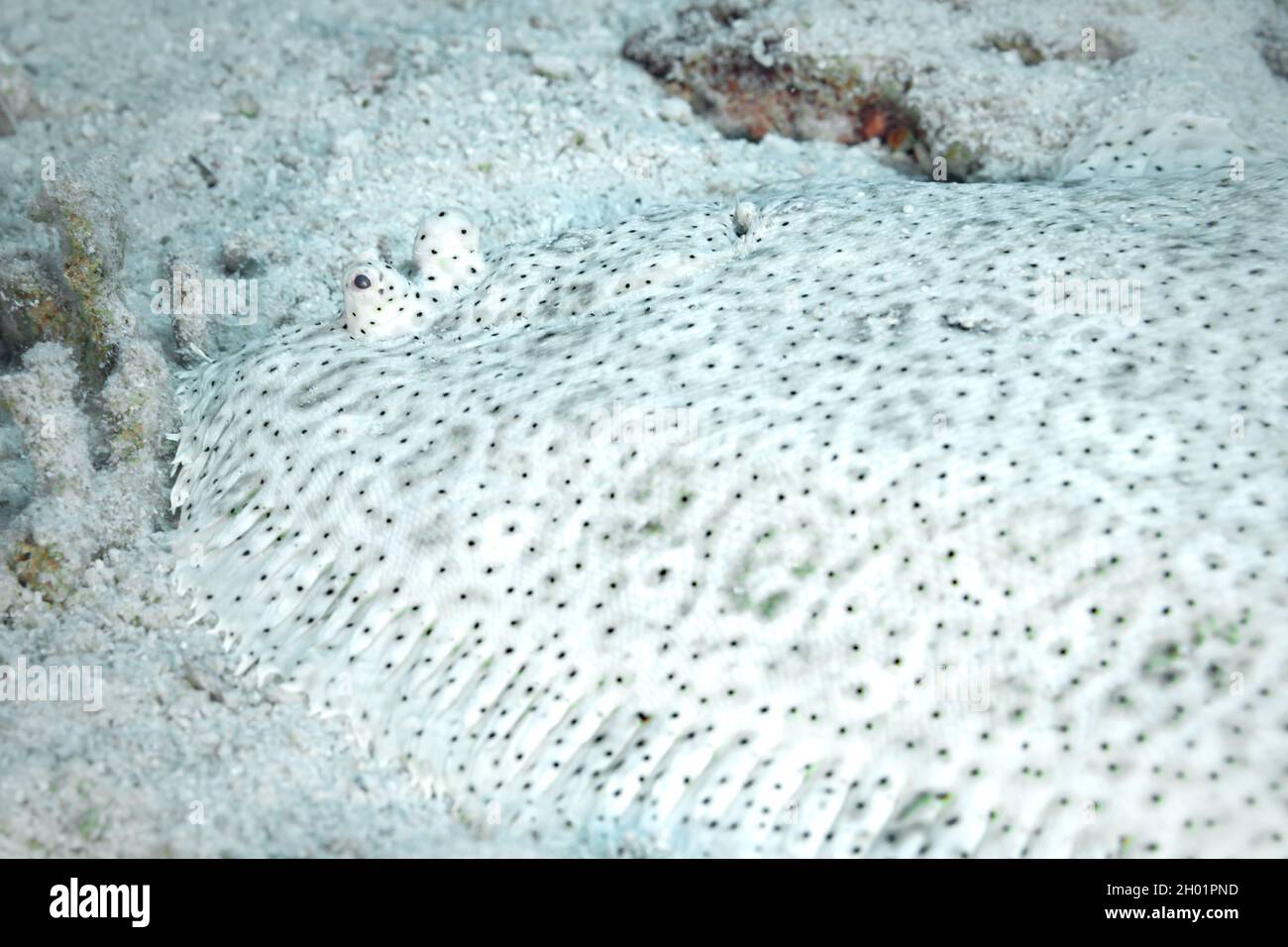 Fish of the Red sea. Red sea Moses sole Stock Photo - Alamy
