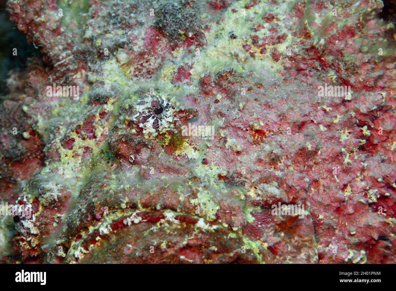 Fish of the Red sea. Stonefish Stock Photo - Alamy