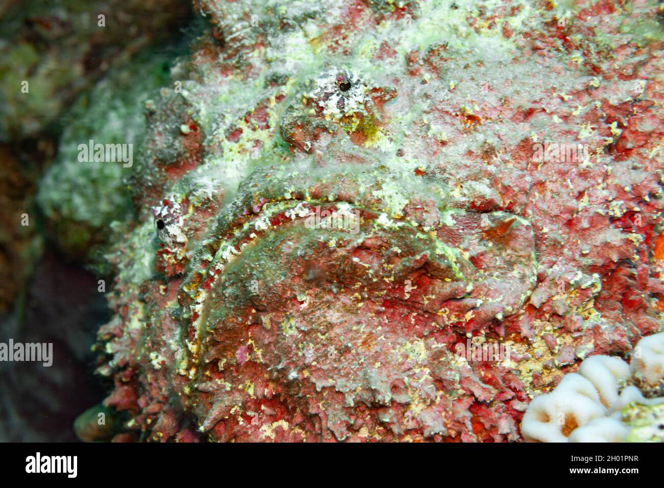 Fish of the Red sea. Stonefish Stock Photo - Alamy