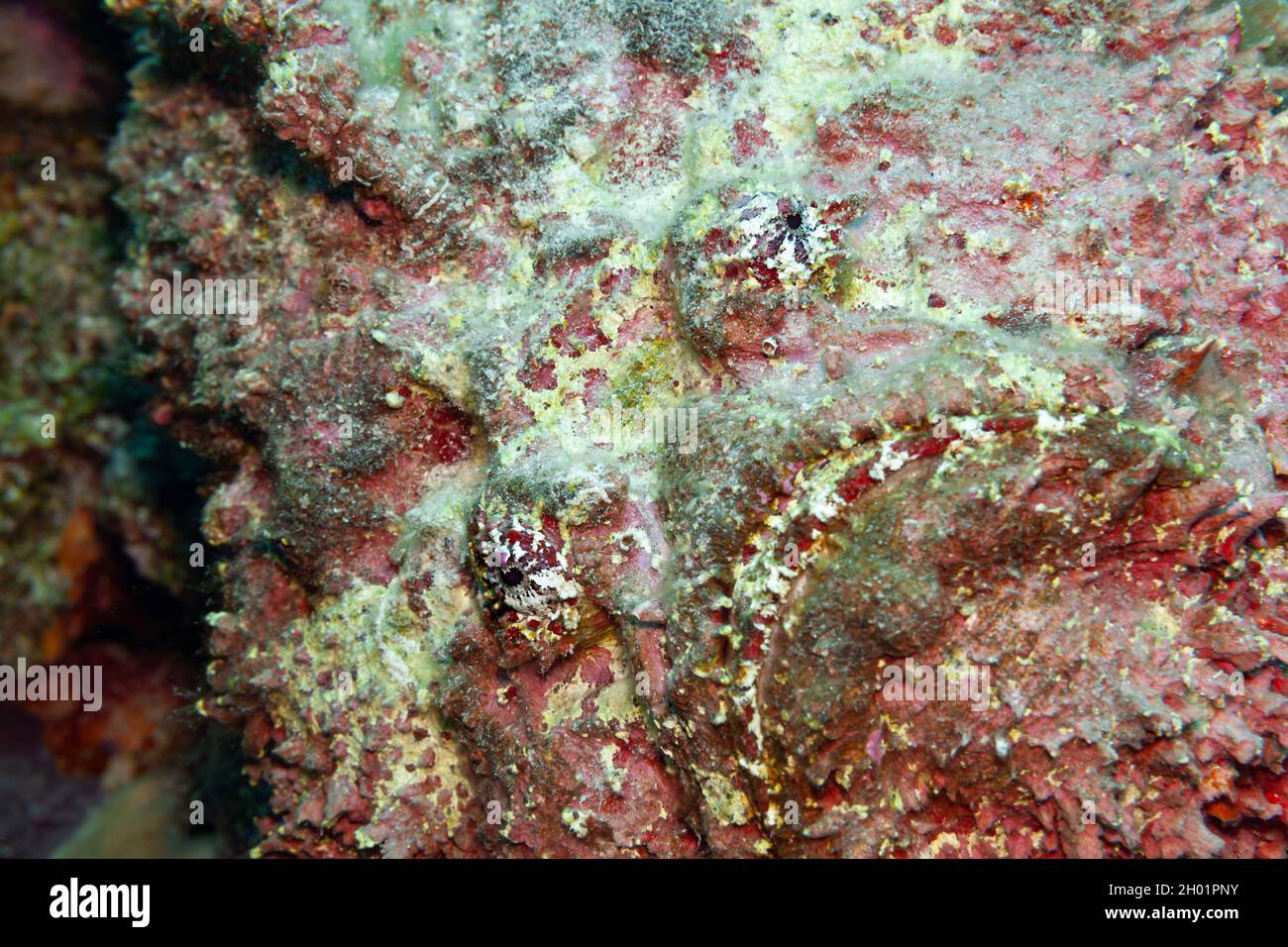 Fish of the Red sea. Stonefish Stock Photo - Alamy