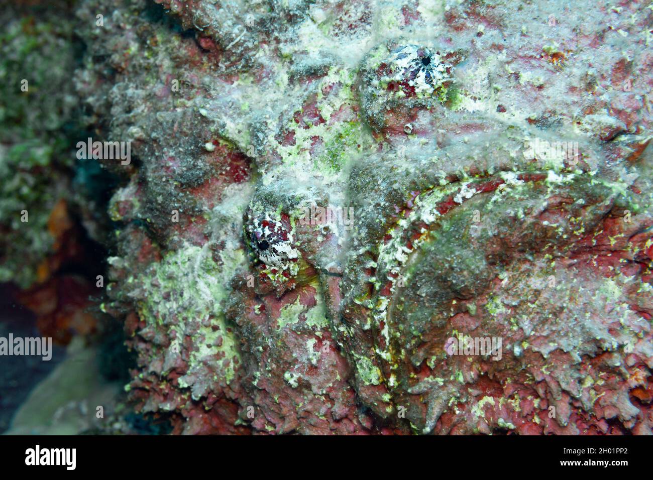 Fish of the Red sea. Stonefish Stock Photo - Alamy