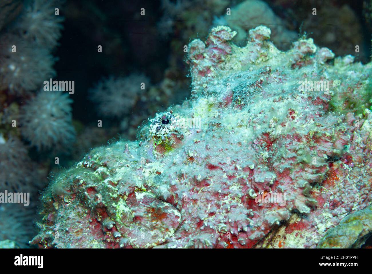 Fish of the Red sea. Stonefish Stock Photo - Alamy