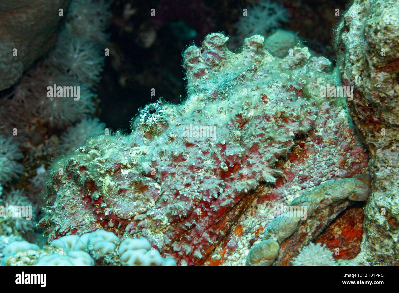 Fish of the Red sea. Stonefish Stock Photo - Alamy