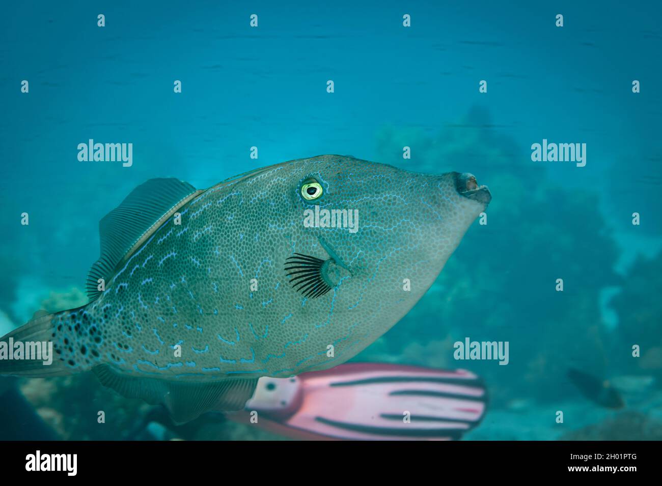 Fish of the Red sea. Scrawled filefish Stock Photo - Alamy