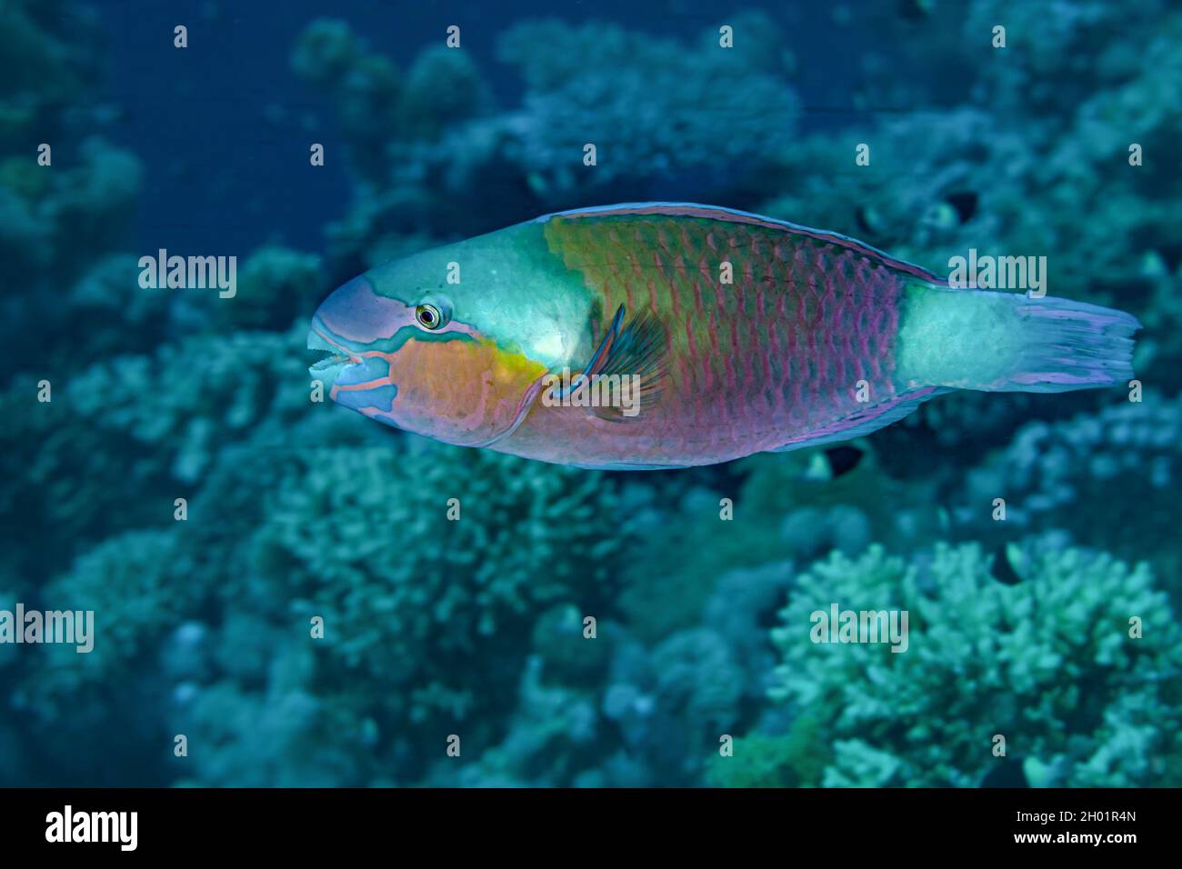 Fish of the Red sea. Daisy Parrotfish Stock Photo - Alamy