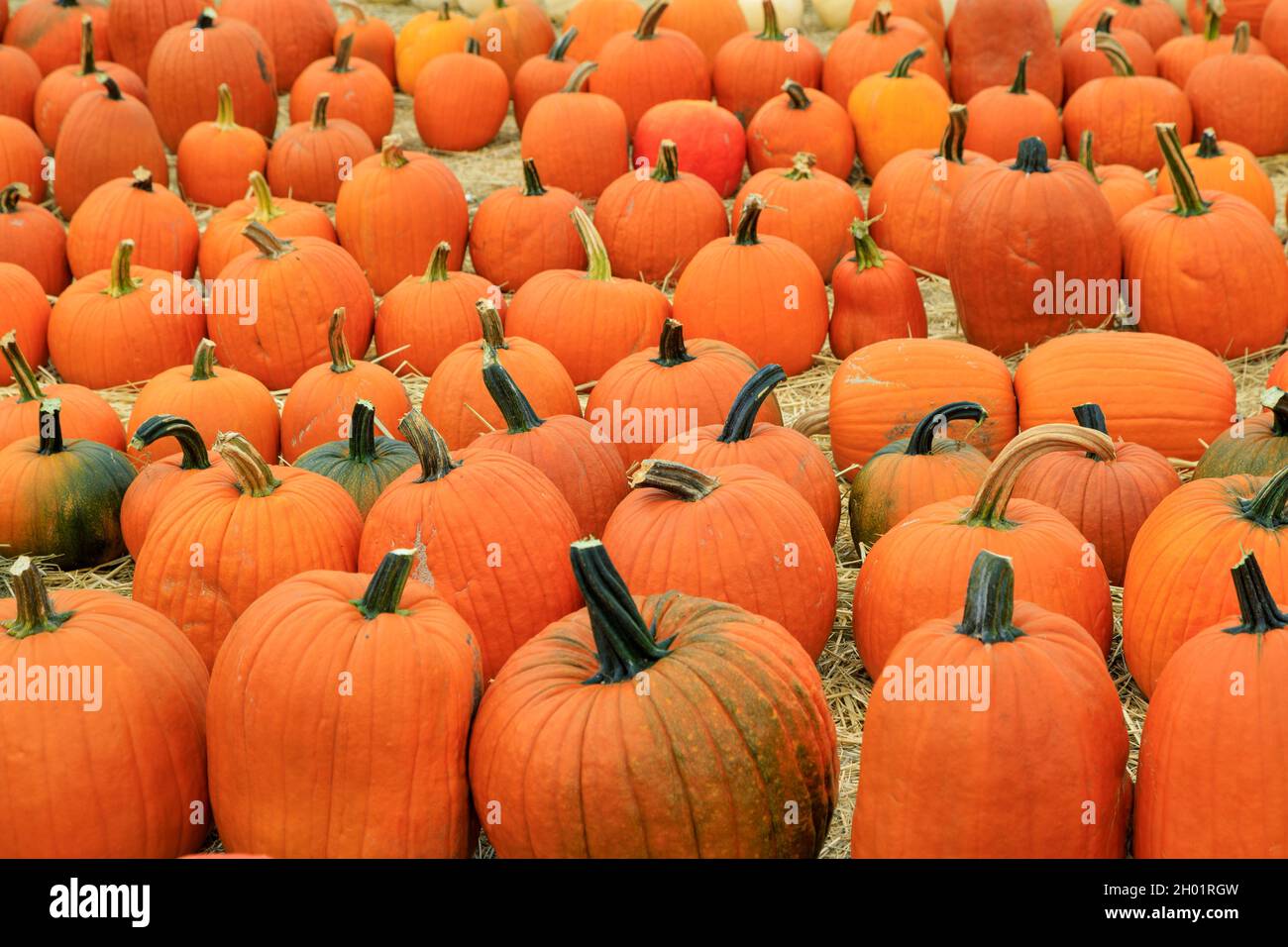 An arrangement of winter squash at a fruit stand pumpkin patch display ...