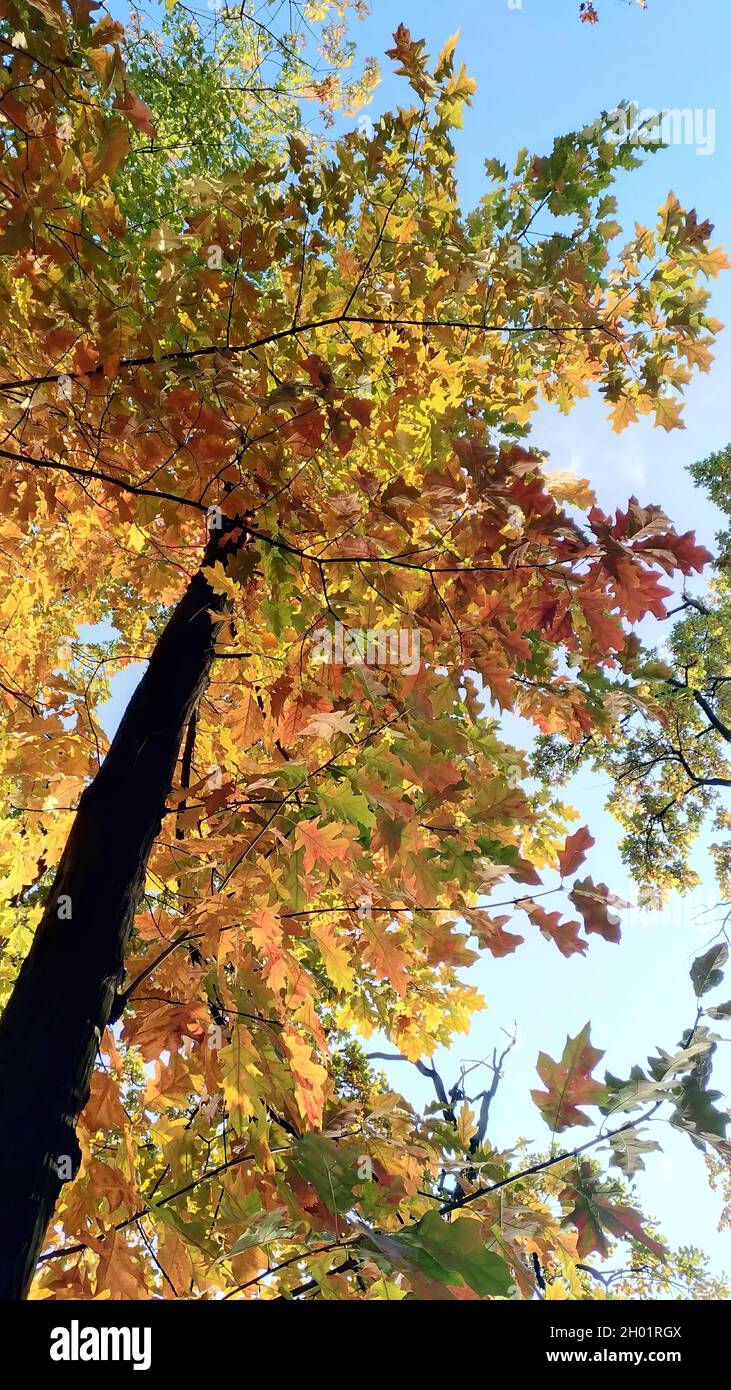 Colors of autumn - trees against the sky, orange, yellow, red, blue ...