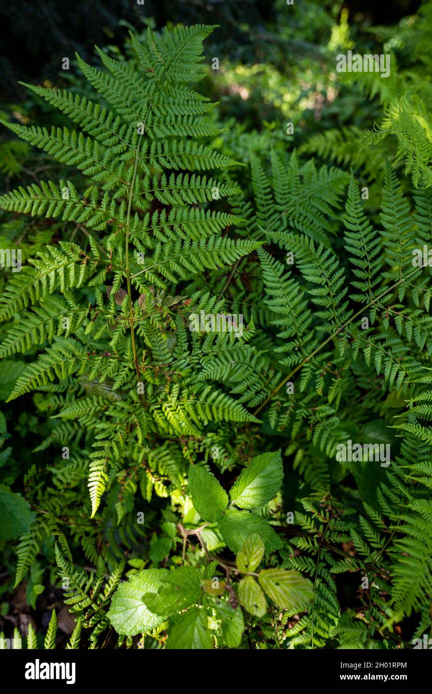Athyrium filix-femina, the lady fern or common lady-fern plant close up ...