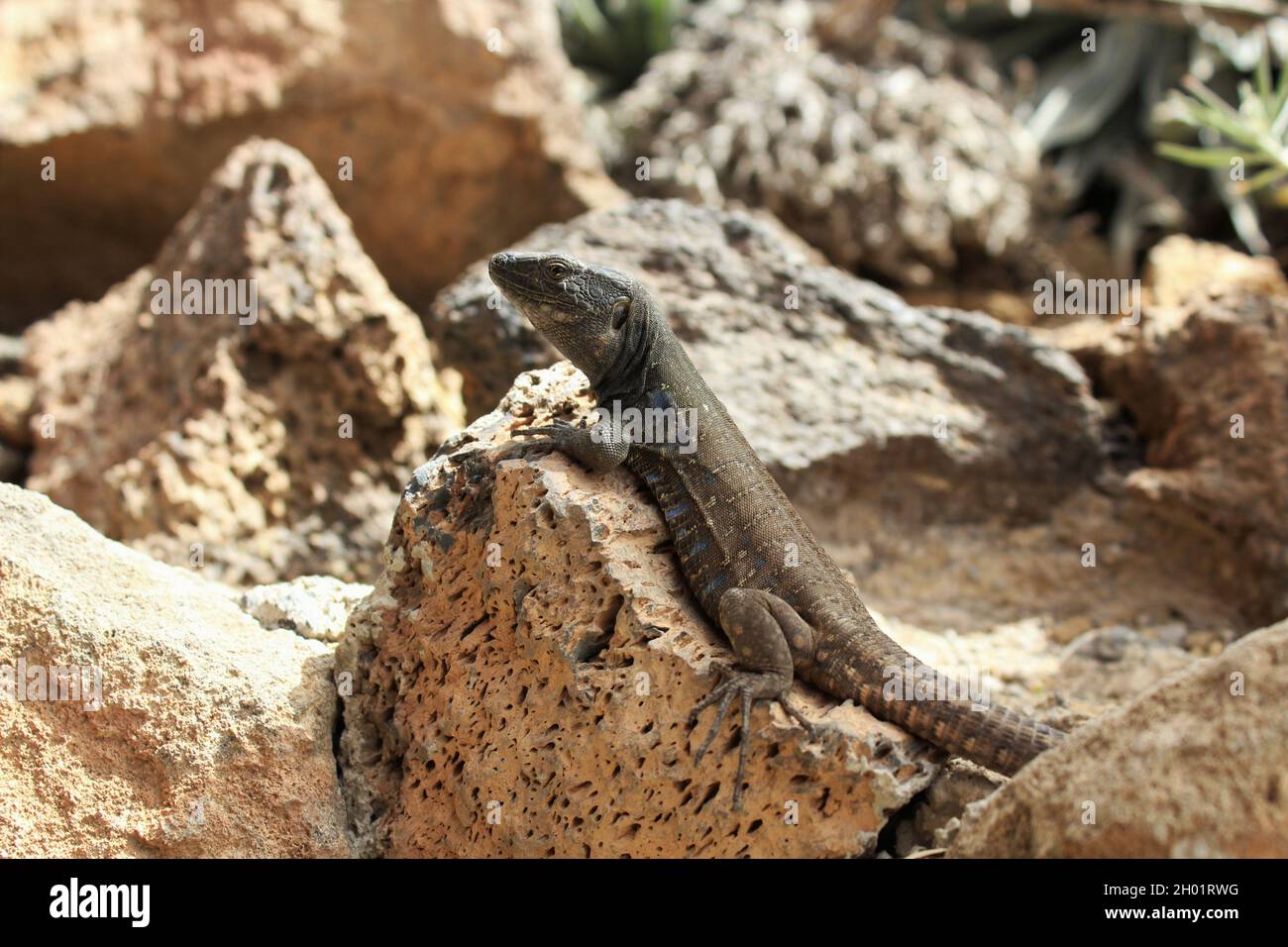 Lacertid hi-res stock photography and images - Alamy