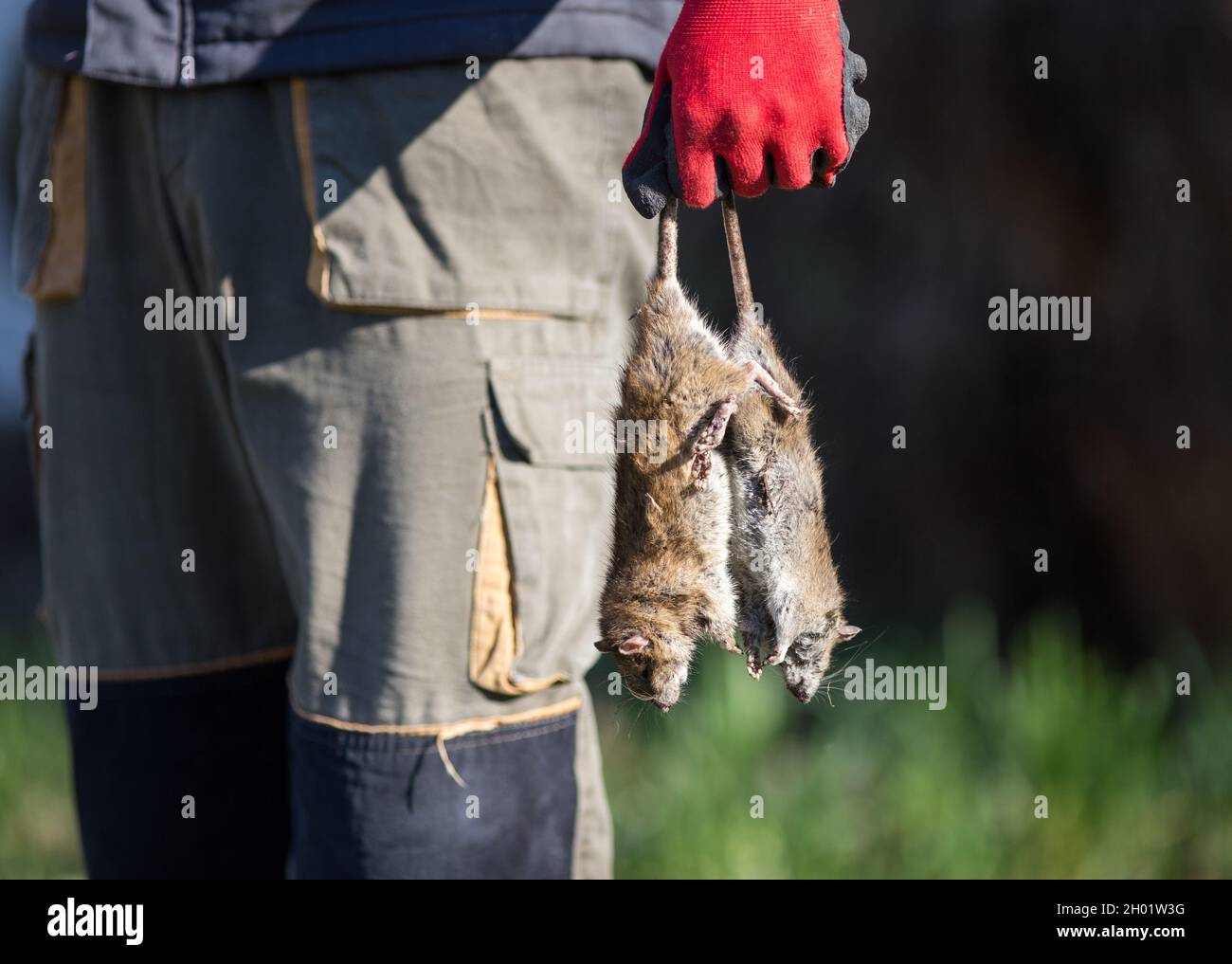 People holding rats hi-res stock photography and images - Alamy