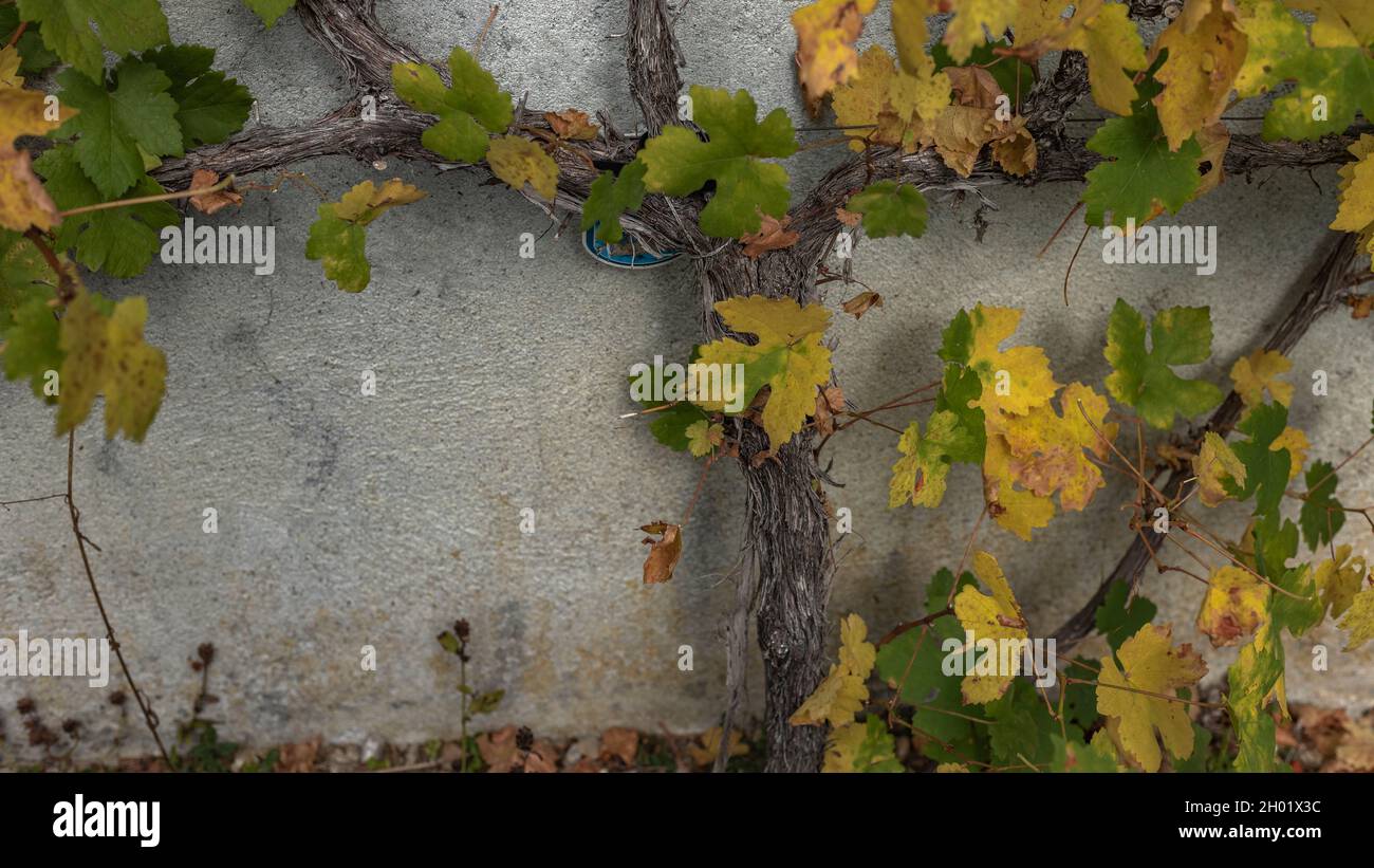 Trunk of a an old grape vine as the leaves change colour Stock Photo ...