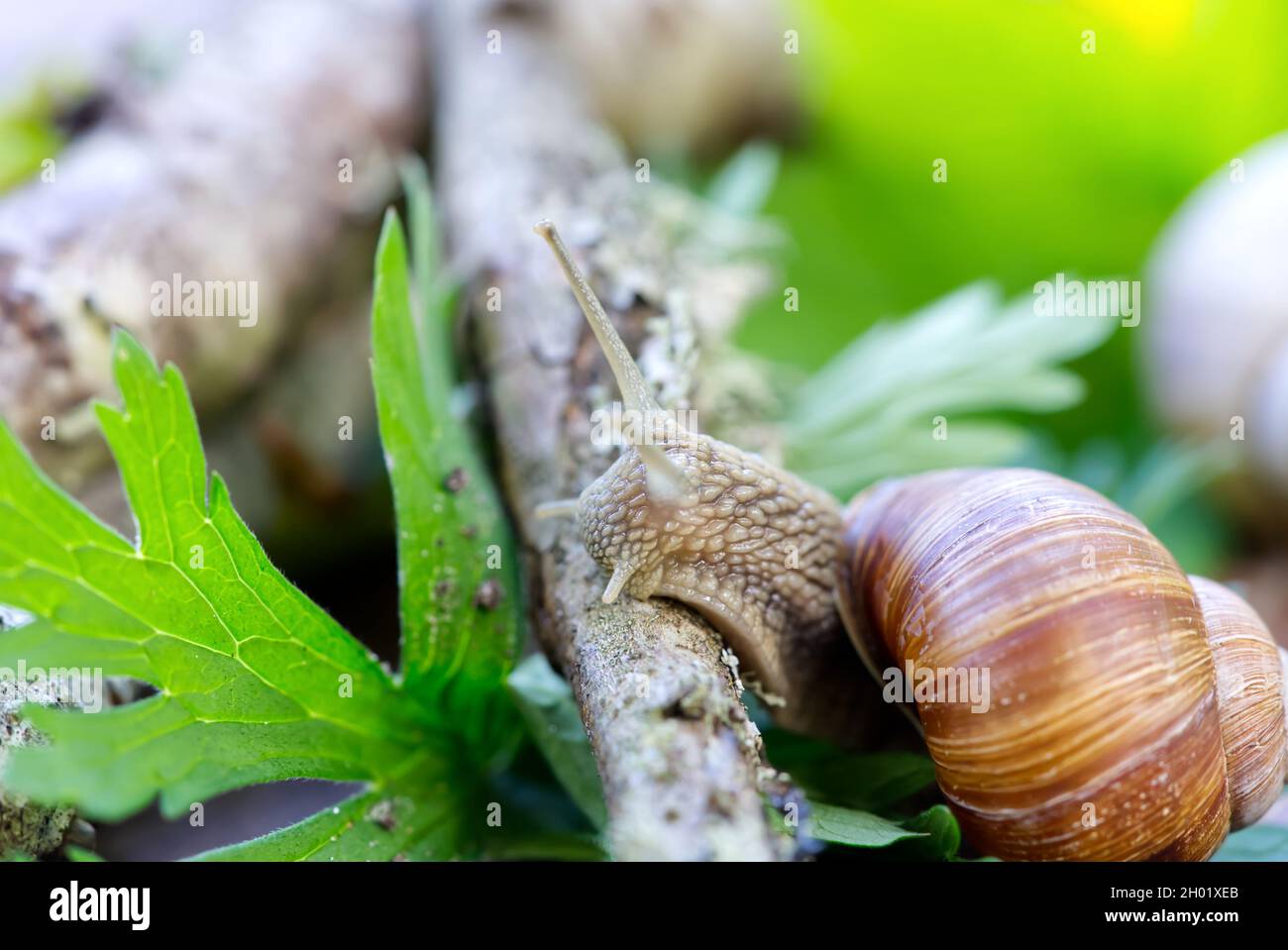 Burgundy snail Helix pomatia or escargot is a species of land snail ...