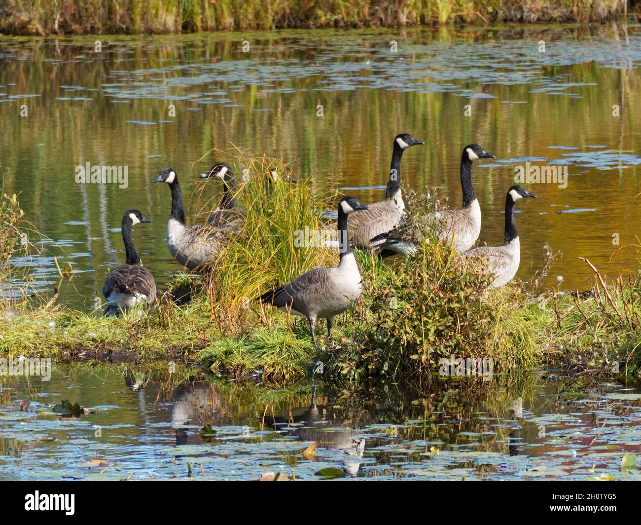 Small flock of canada geese hi-res stock photography and images - Alamy