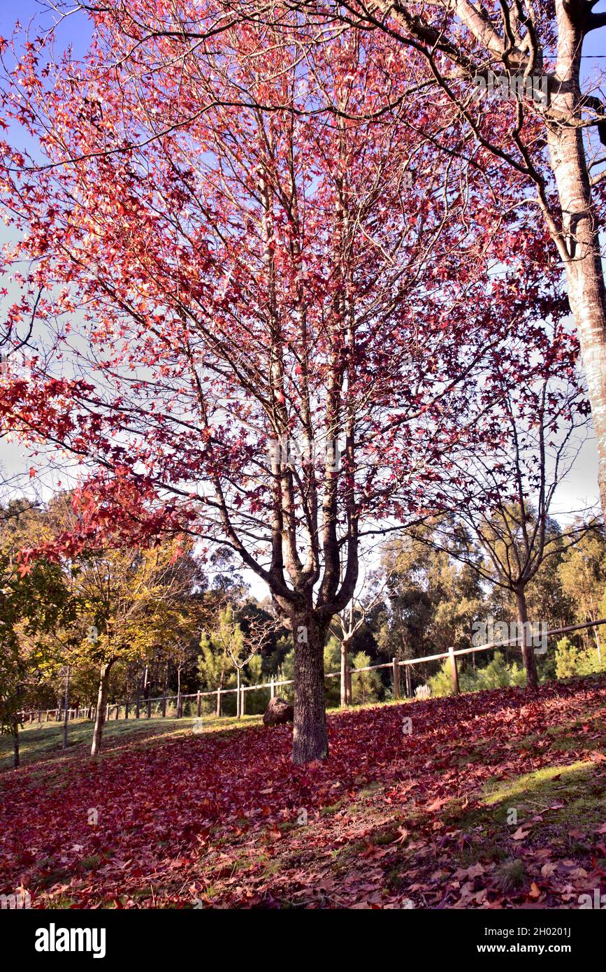 Droopy leaves hi-res stock photography and images - Alamy