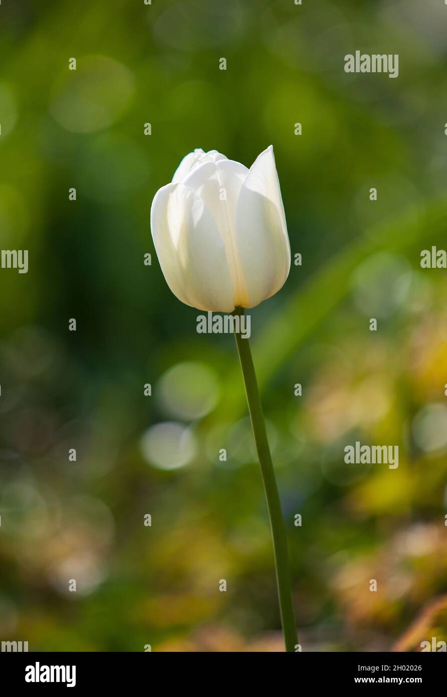 Maureen white hi-res stock photography and images - Alamy
