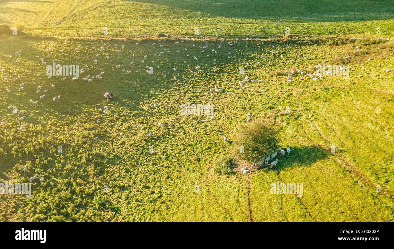 Aerial view of horde of sheep on hills in morning sunrise, Ditchling ...
