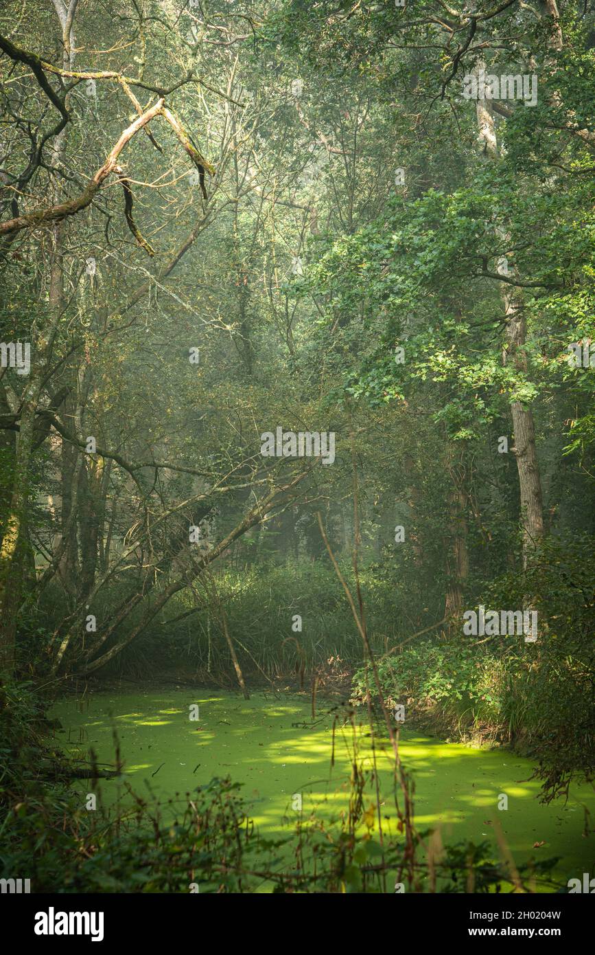 Swamp like hi-res stock photography and images - Alamy