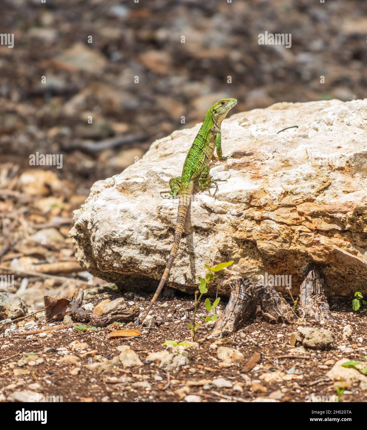 The small green lizard outdoors on the stone against a blurred ...