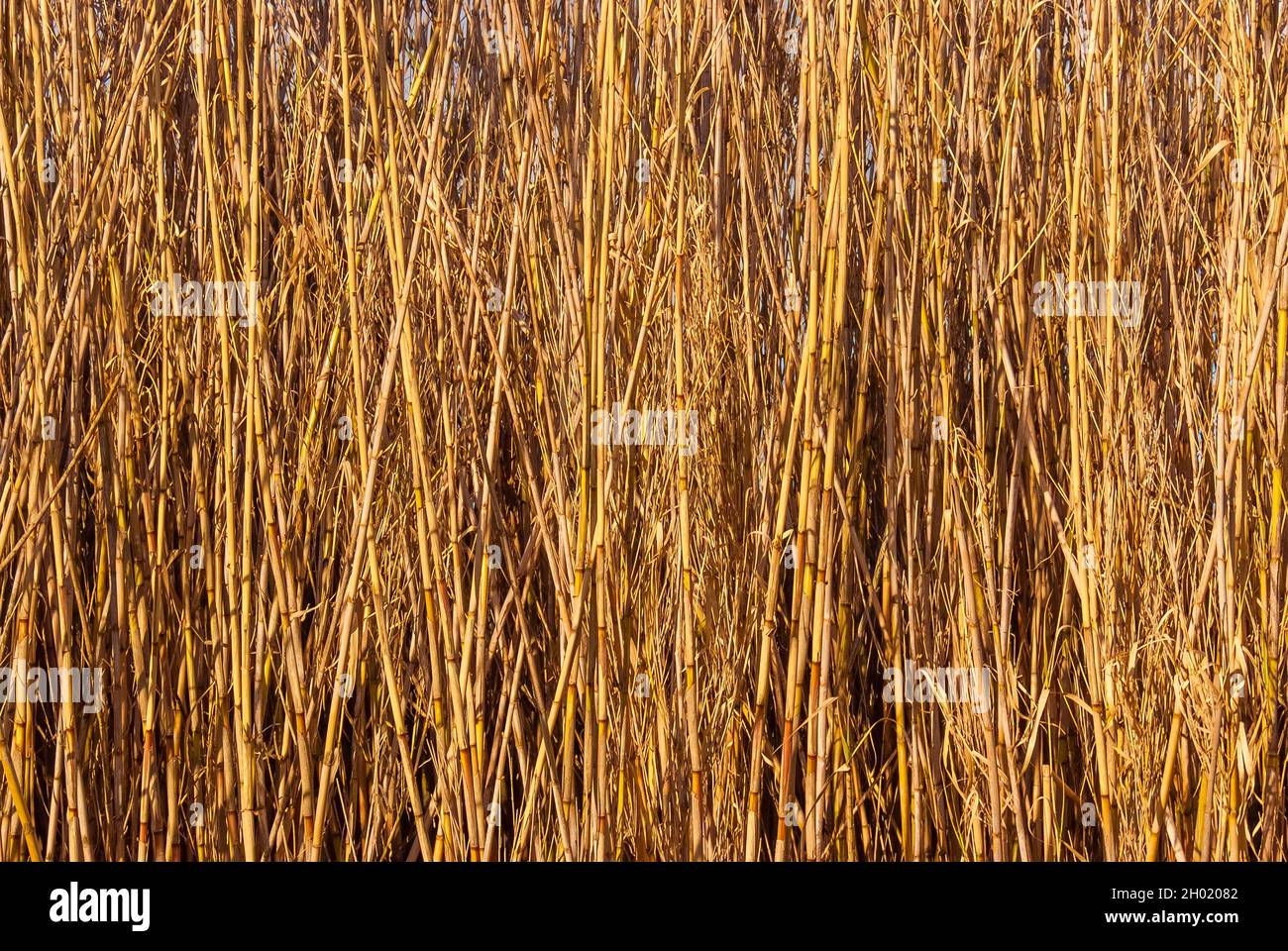 Cane plant hi-res stock photography and images - Alamy