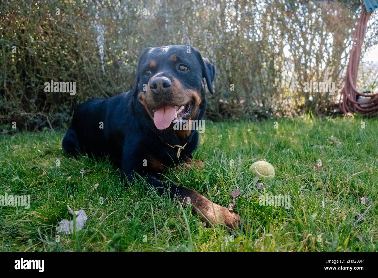 A dark black Rottweiler lying on green grass Stock Photo - Alamy