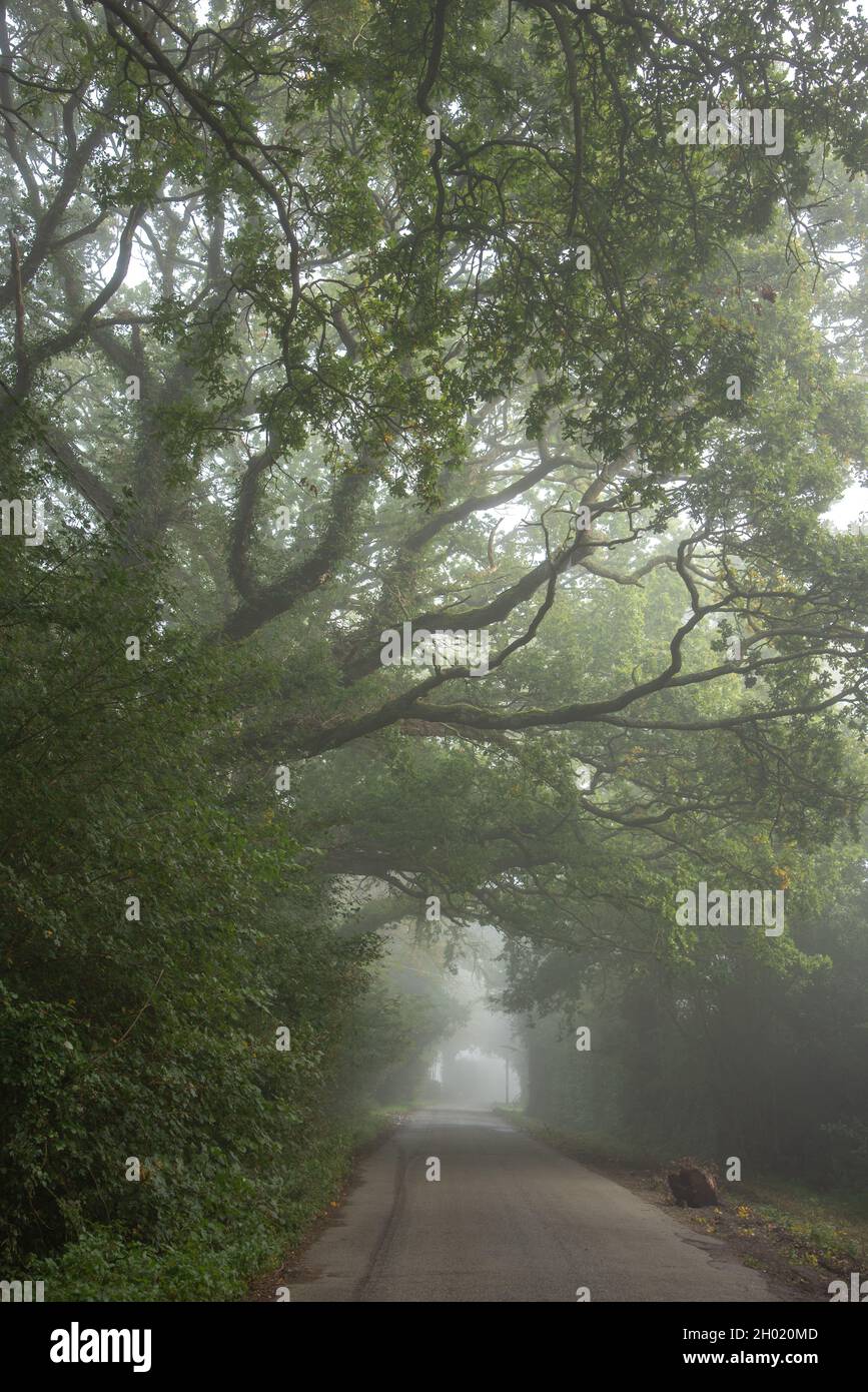 Billingshurst hi-res stock photography and images - Alamy