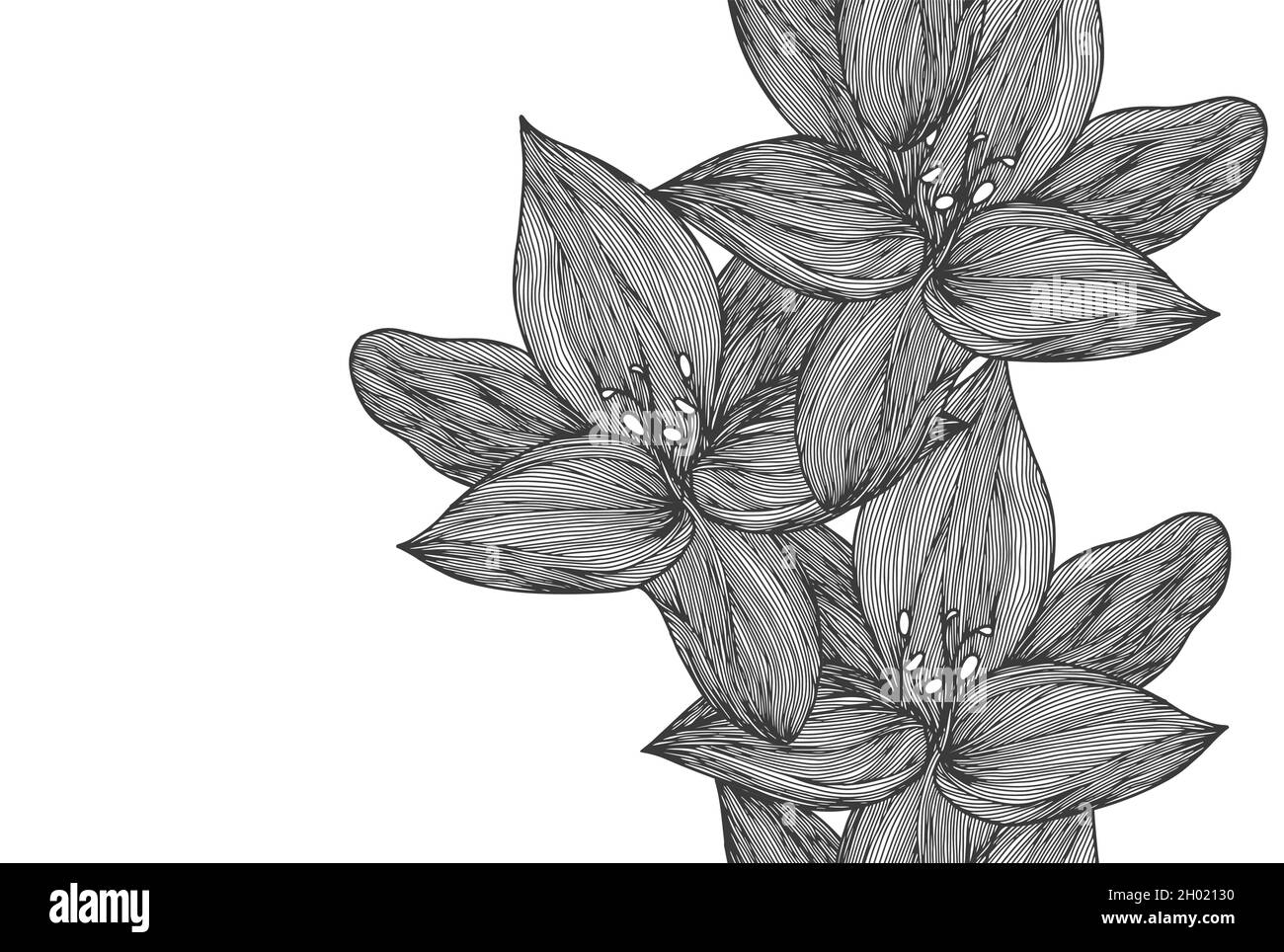 Floral vector background black and white. Linear lily flower line ...