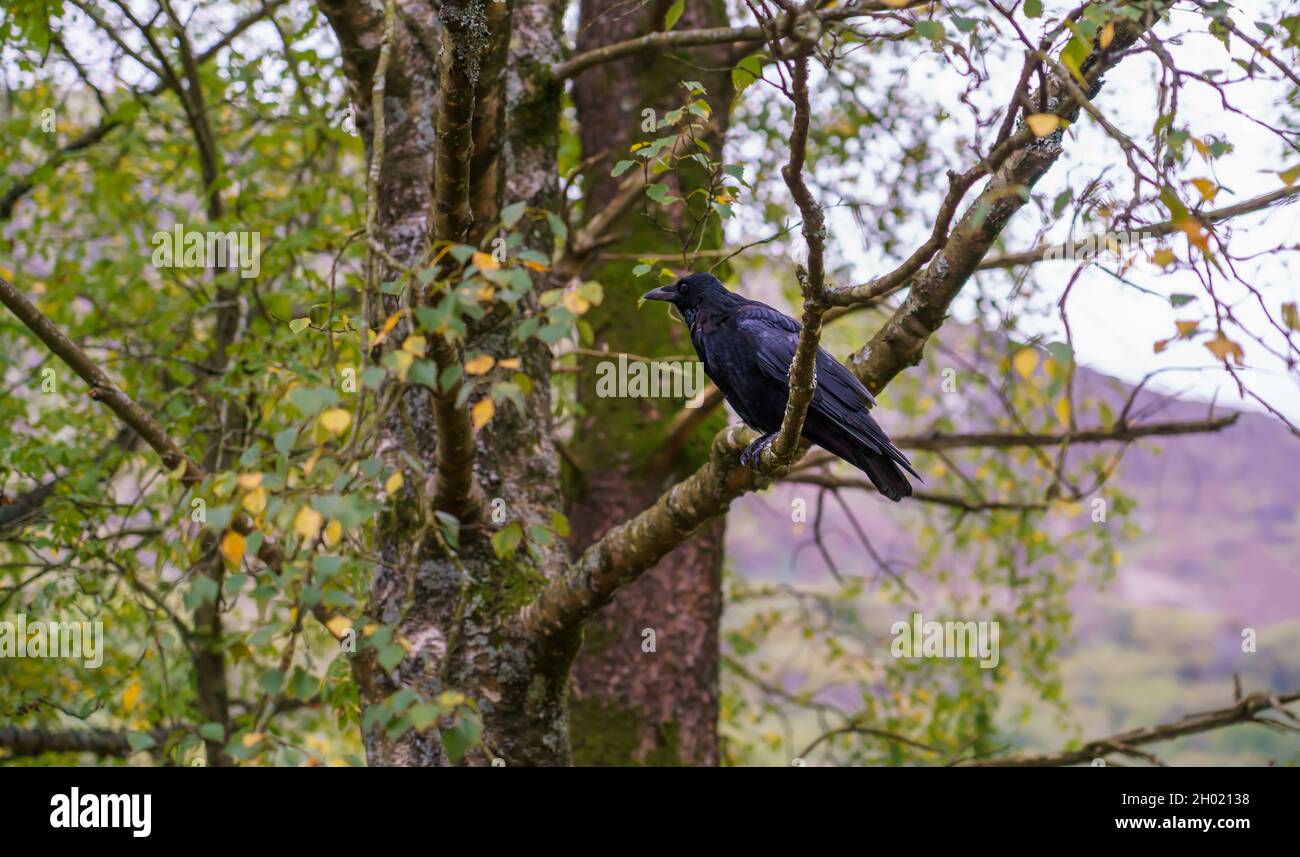 Raven eye hi-res stock photography and images - Alamy