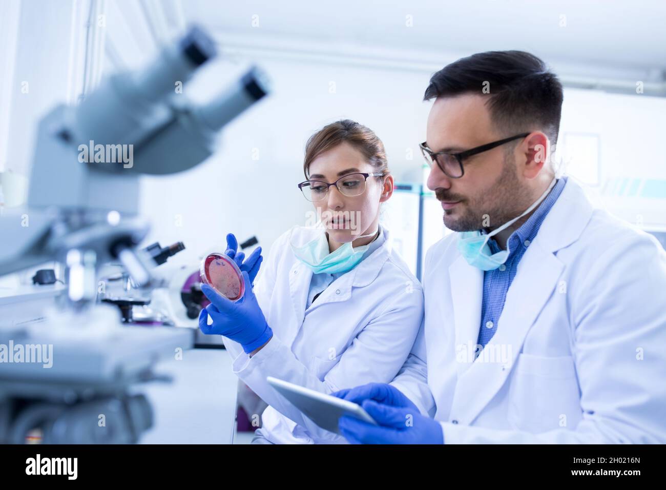 Two biologist man and woman looking at samples in petri dishes and ...