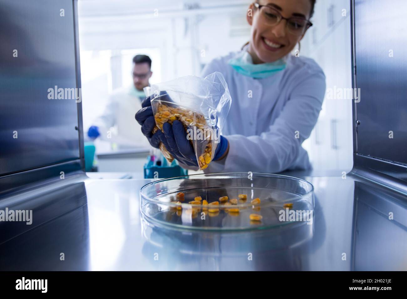 Agronomist testing corn grains in laboratory. Shoot from inside of ...